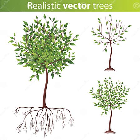 Tree stock vector. Illustration of isolated, branches - 22552054