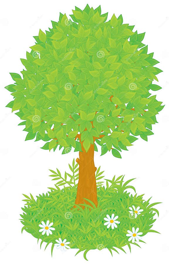 Tree stock vector. Illustration of clipart, cartoon, leafage - 24321708
