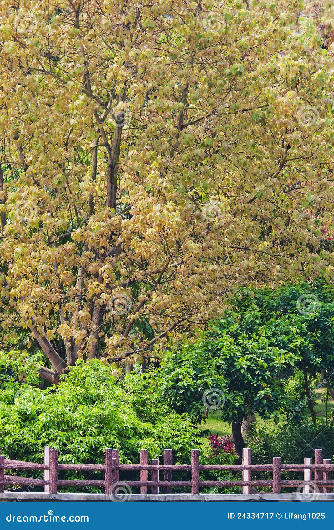 Tree stock image. Image of roots, yellow, branches, plant - 24334717