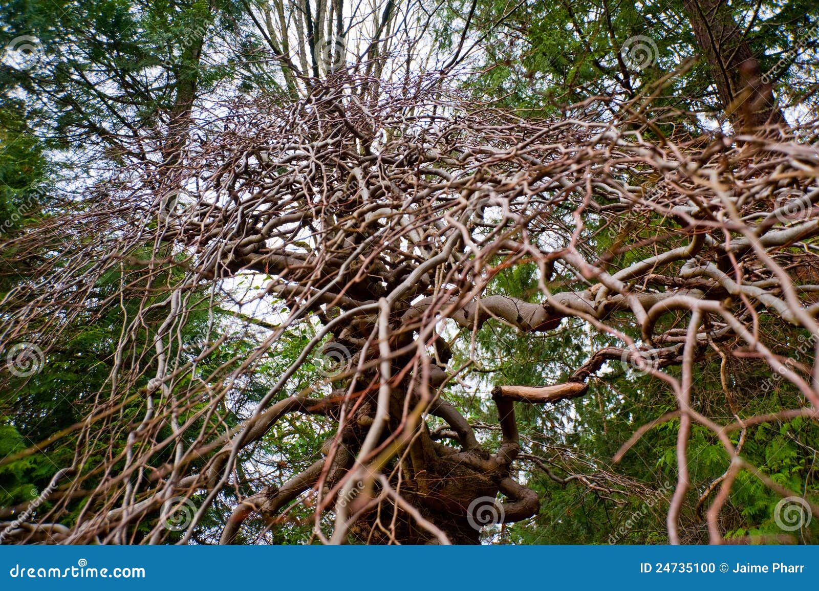 Tree stock photo. Image of branch, wavy, entangled, arboretum - 24735100