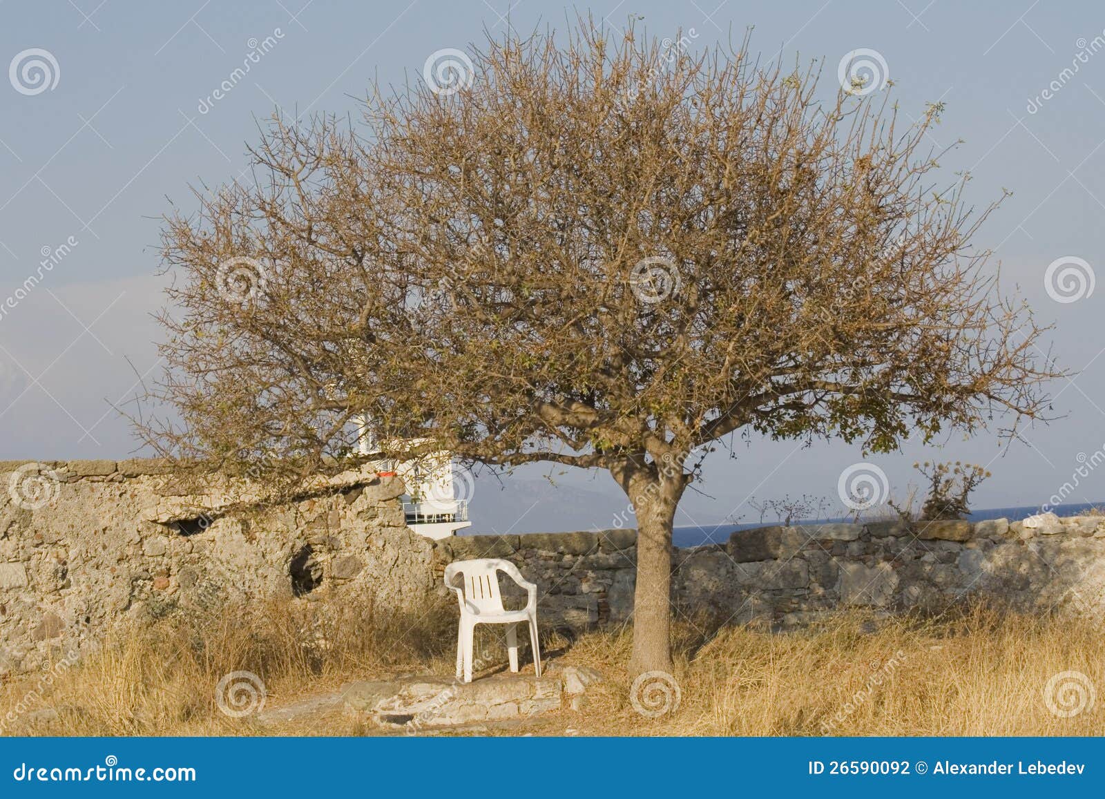 Tree stock photo. Image of mediterranean, greece, wall - 26590092