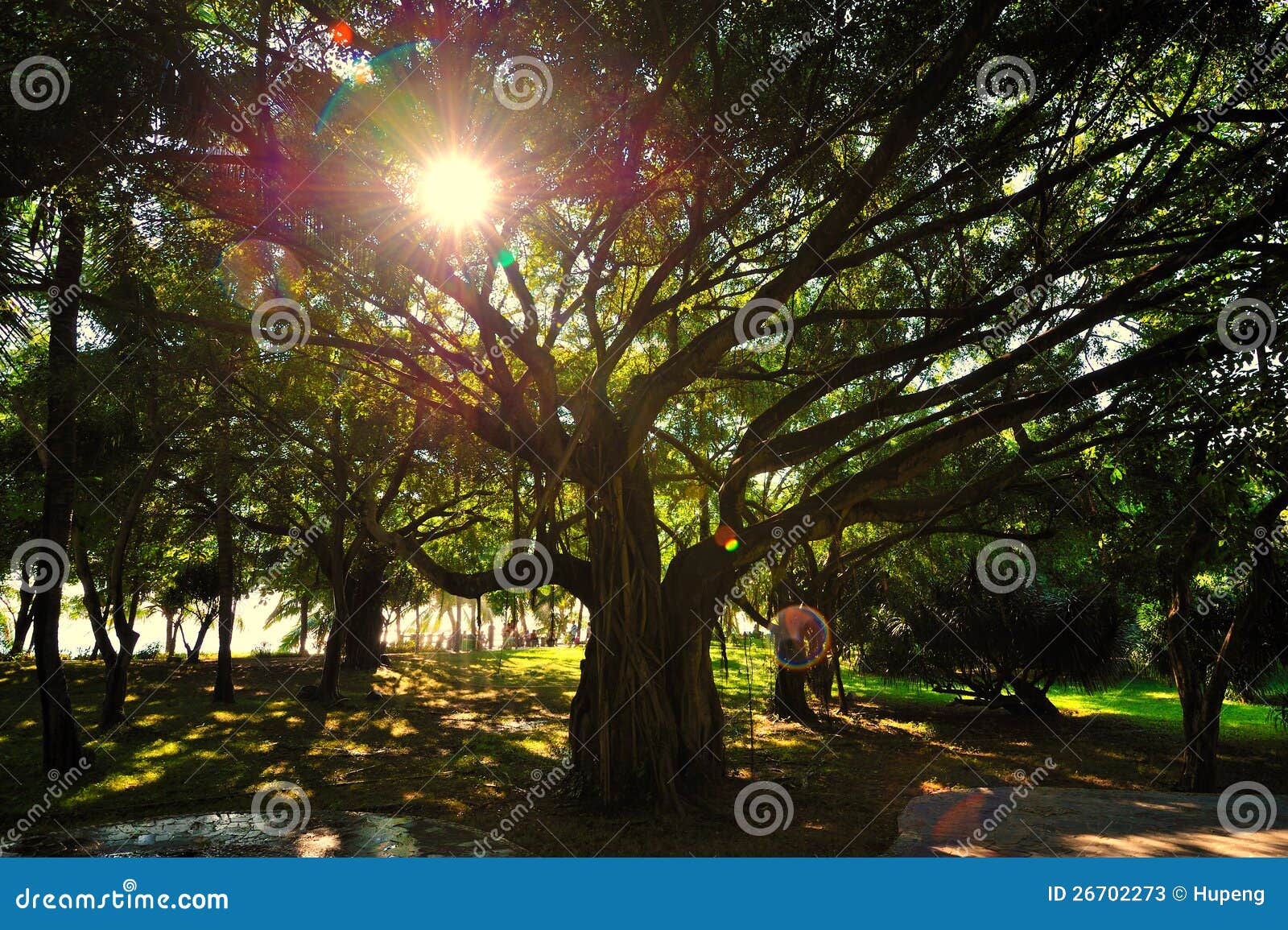 Tree stock image. Image of nightfall, natural, beautiful - 26702273