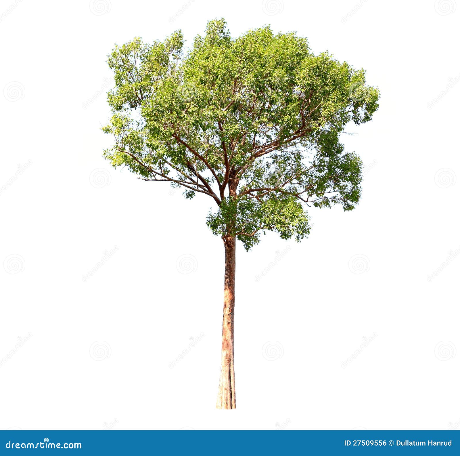 Tree. stock illustration. Illustration of isolation, leafy - 27509556