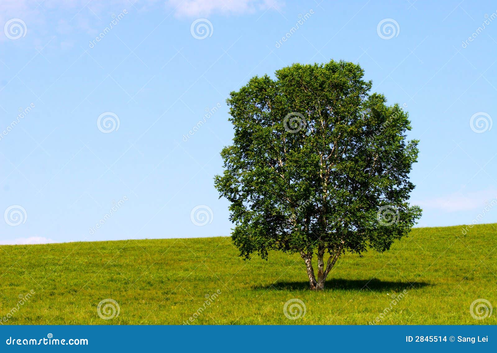 Single Tree in the Grassland Stock Photo - Image of nature, mongolia ...
