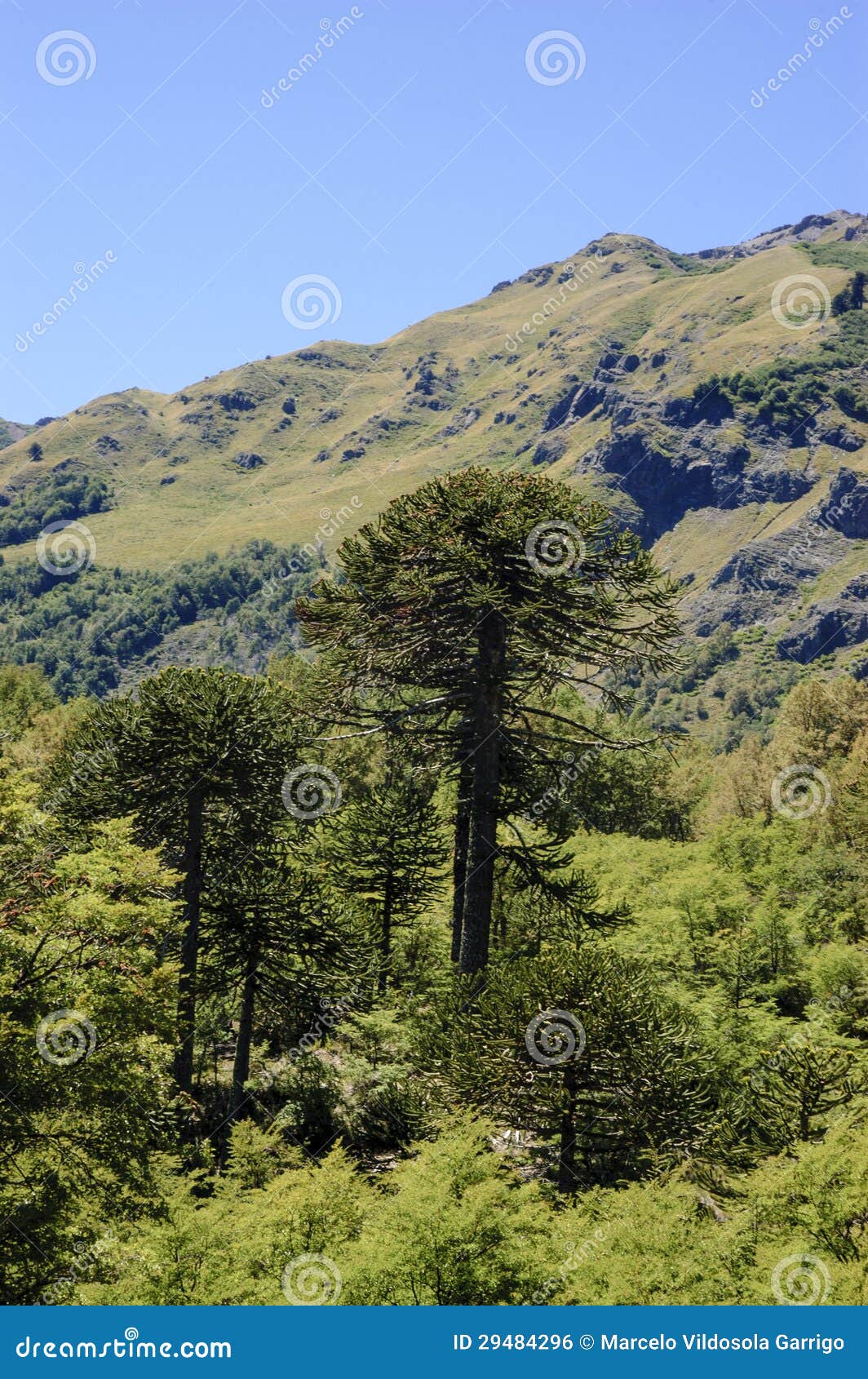 Tree stock photo. Image of chile, araucaria, mapuche - 29484296