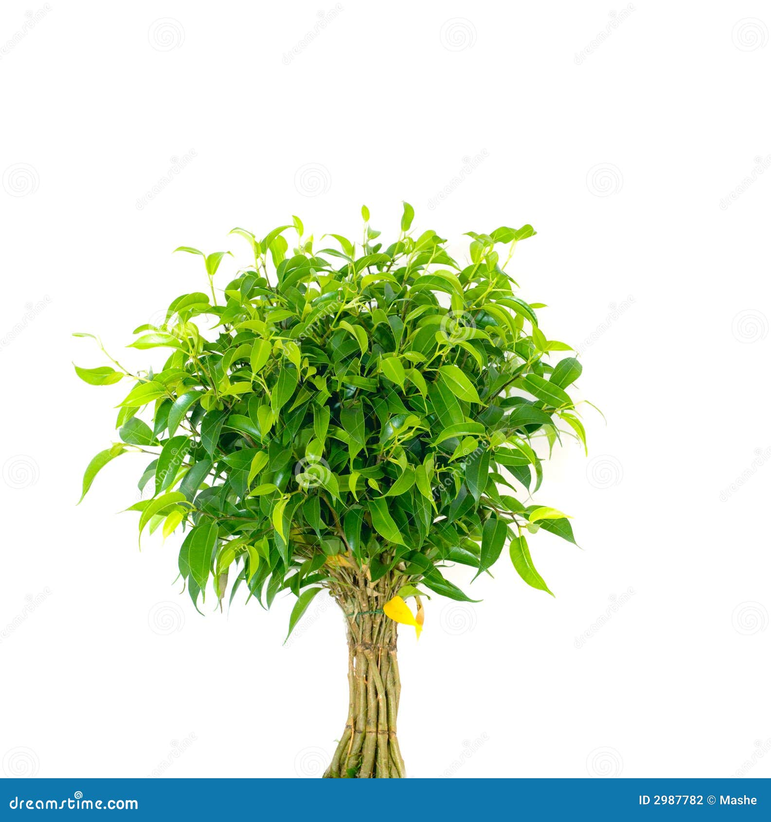 Tree stock photo. Image of outside, outline, lonely, ornaments - 2987782