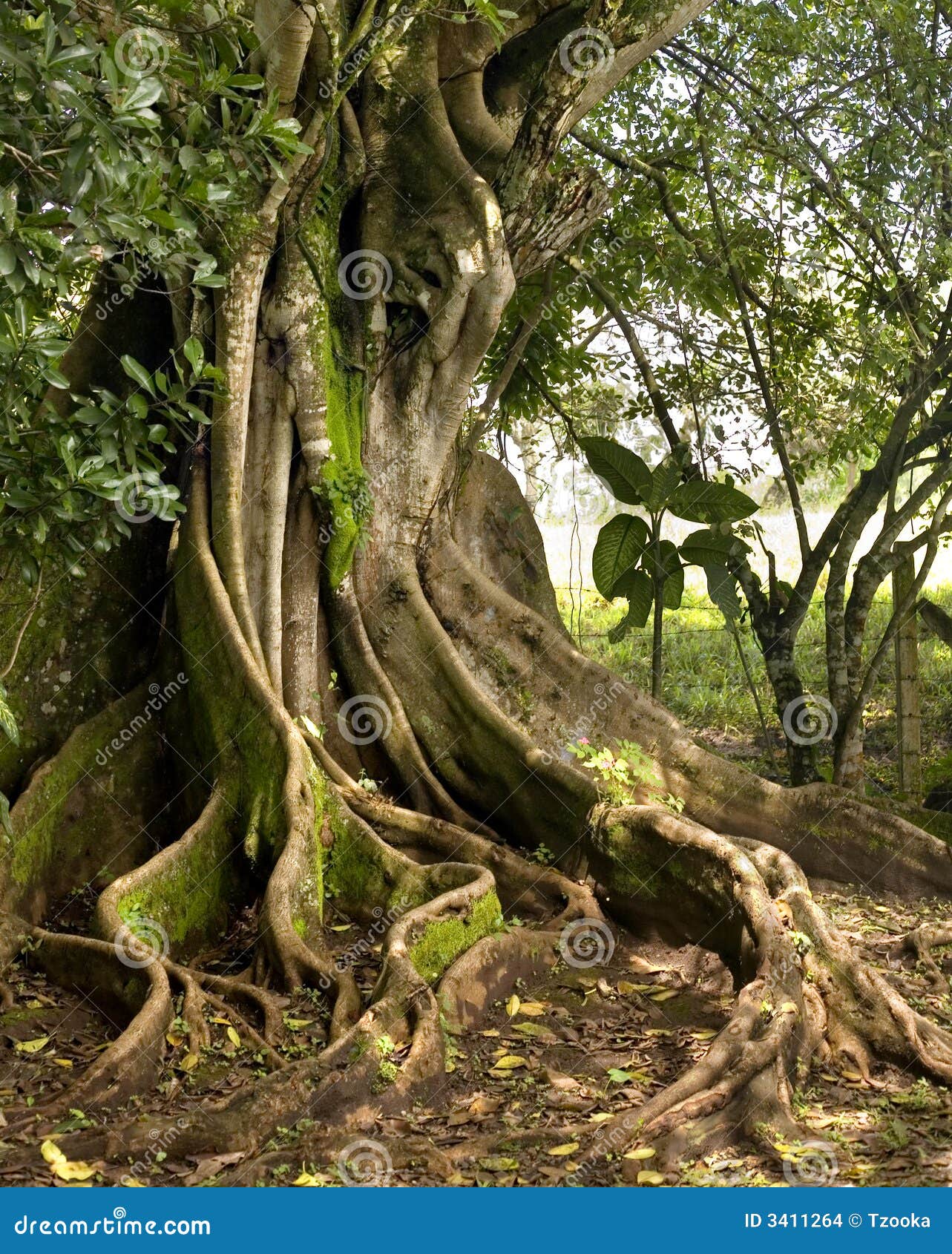 Tree stock photo. Image of root, vagetation, flora, grow - 3411264