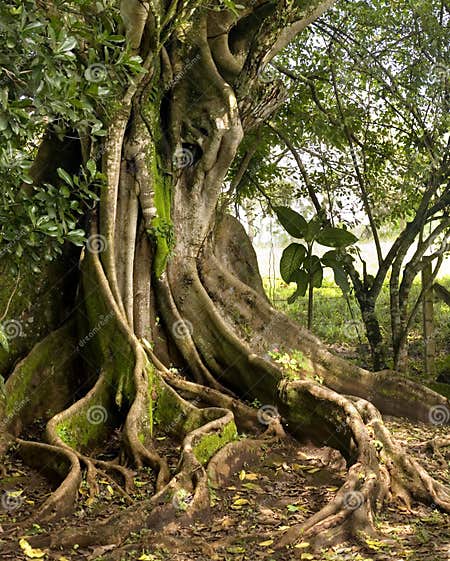 Tree stock photo. Image of root, vagetation, flora, grow - 3411264