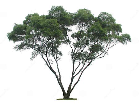 Tree stock image. Image of rise, safe, beatiful, tree, clear - 36253