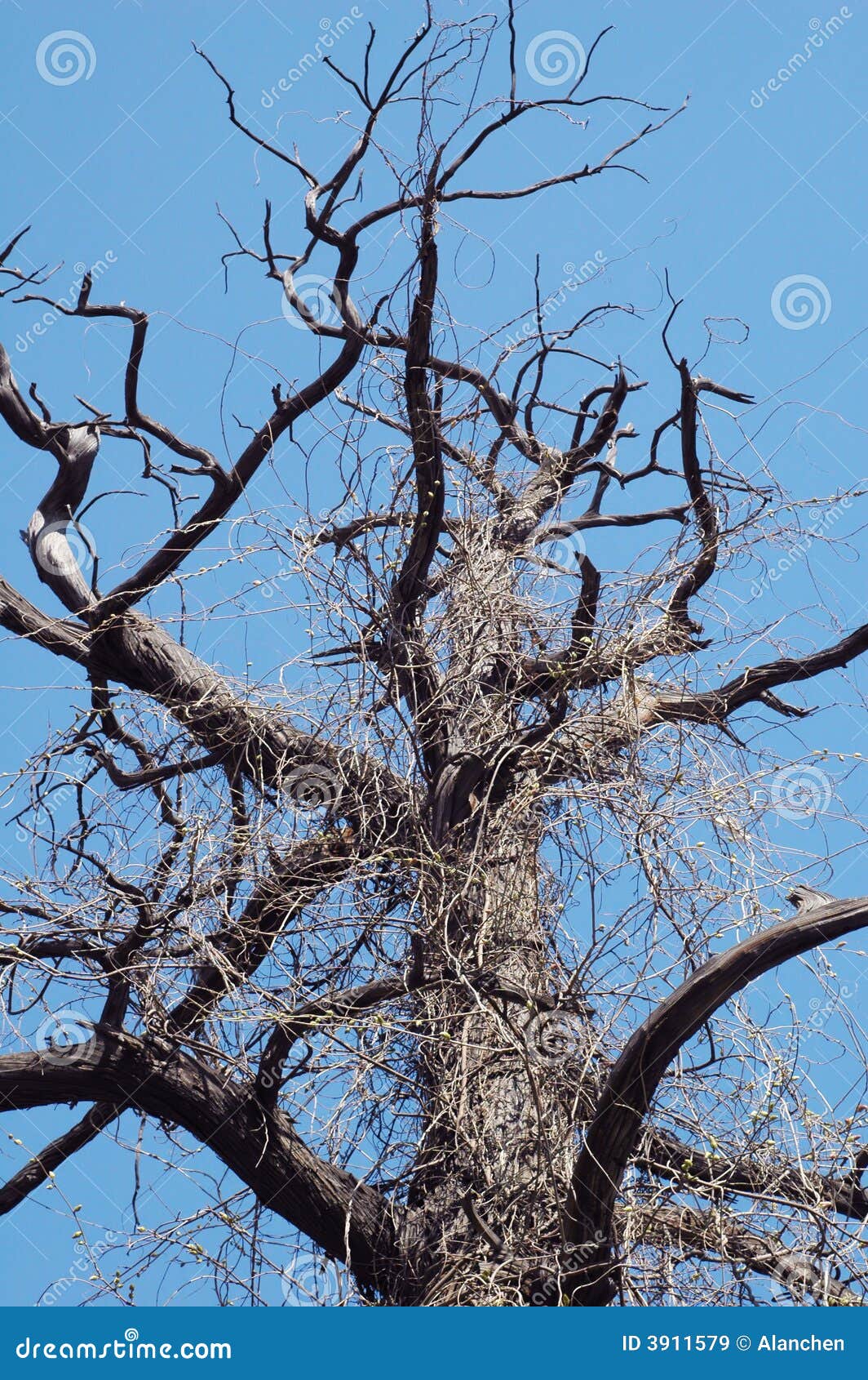 Tree stock image. Image of withered, winter, dried, texture - 3911579