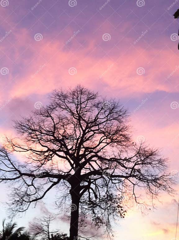 Tree stock image. Image of moment, love, life, tree, sunset - 46671549