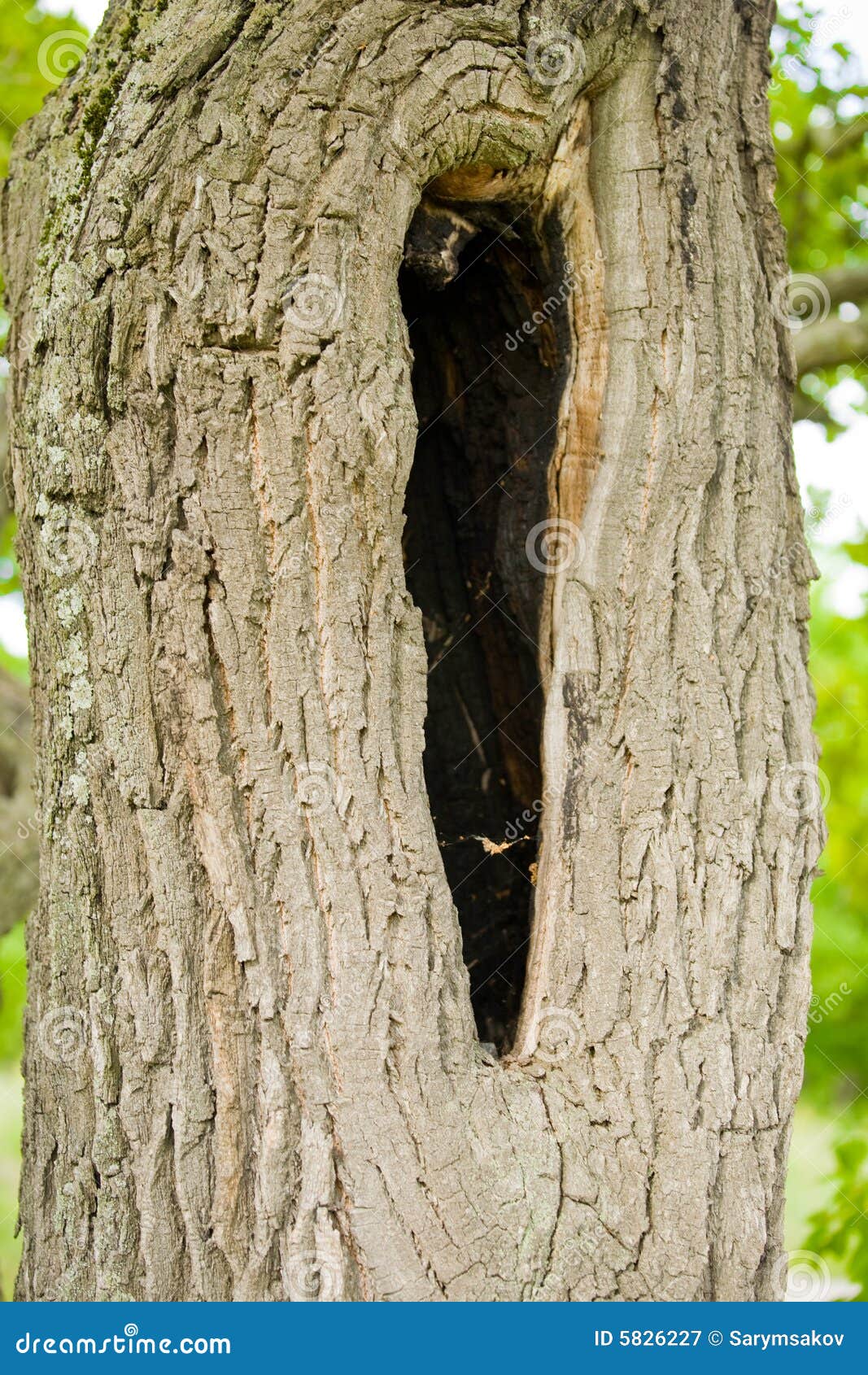 Tree stock image. Image of green, black, trunk, hole, grey - 5826227