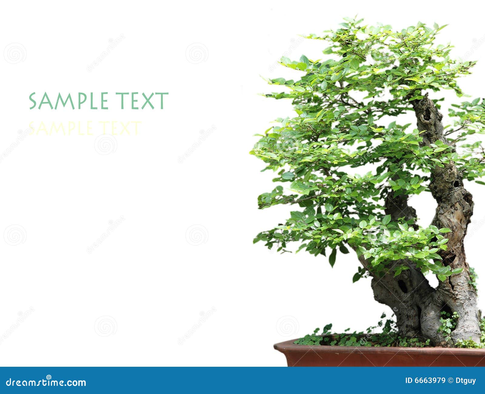 Tree stock image. Image of vegetable, leaf, ramiform, natute - 6663979