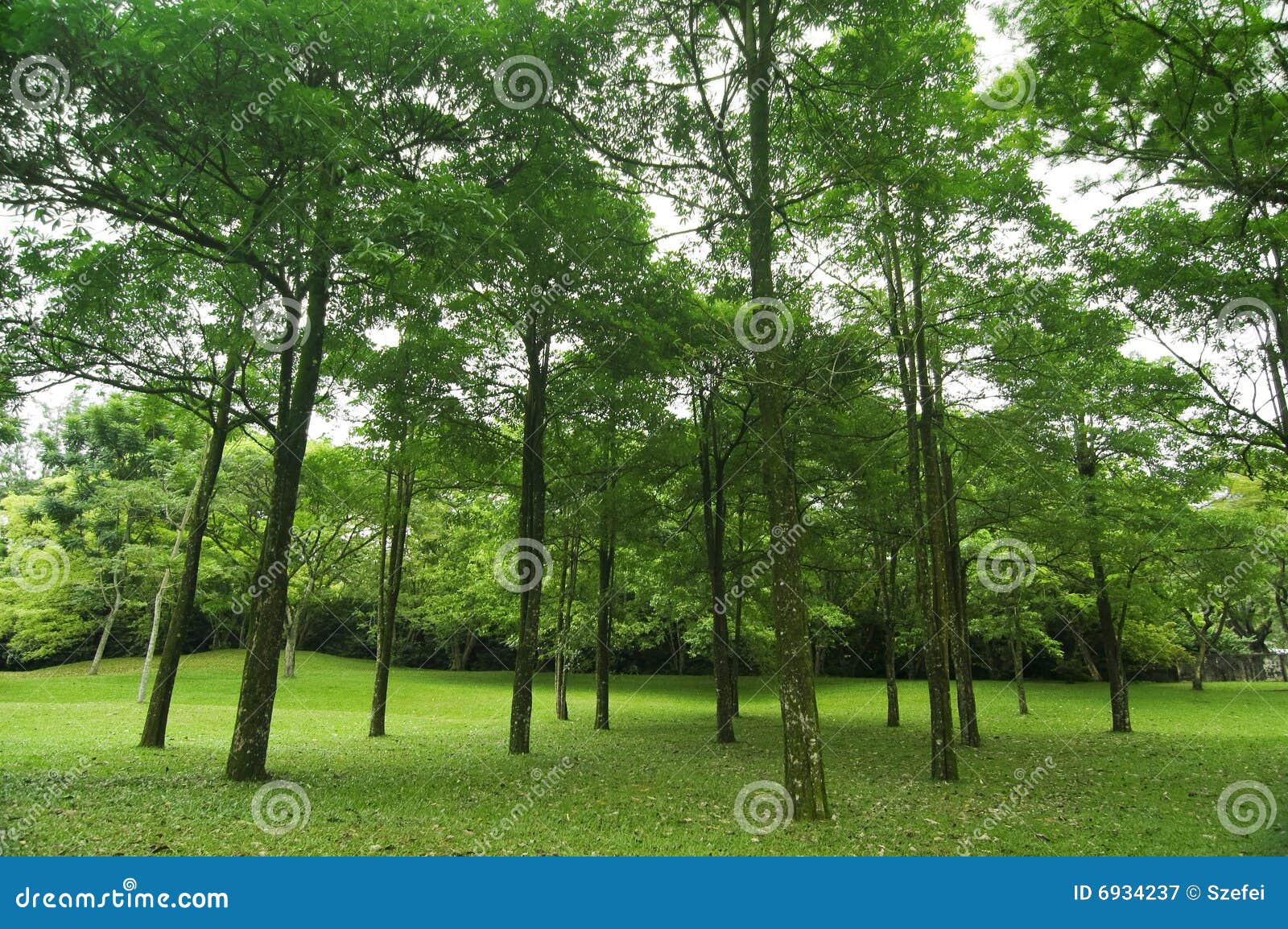 Tree stock image. Image of beautiful, deep, green, heaven - 6934237