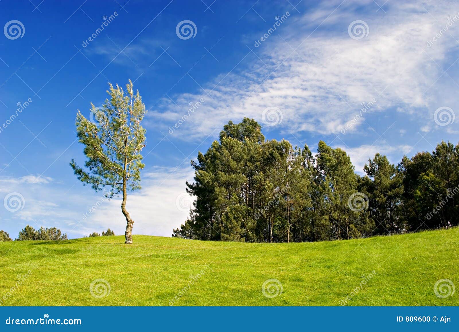 Tree stock photo. Image of deep, grass, clear, nature, cloud - 809600