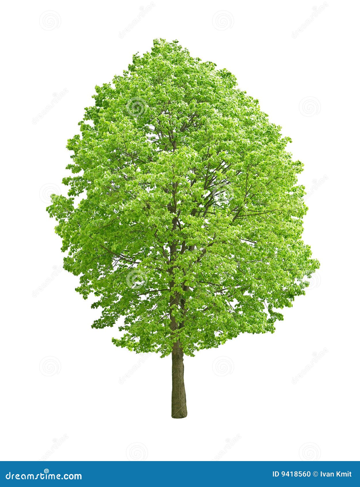 Tree stock photo. Image of individual, forest, large, natural - 9418560
