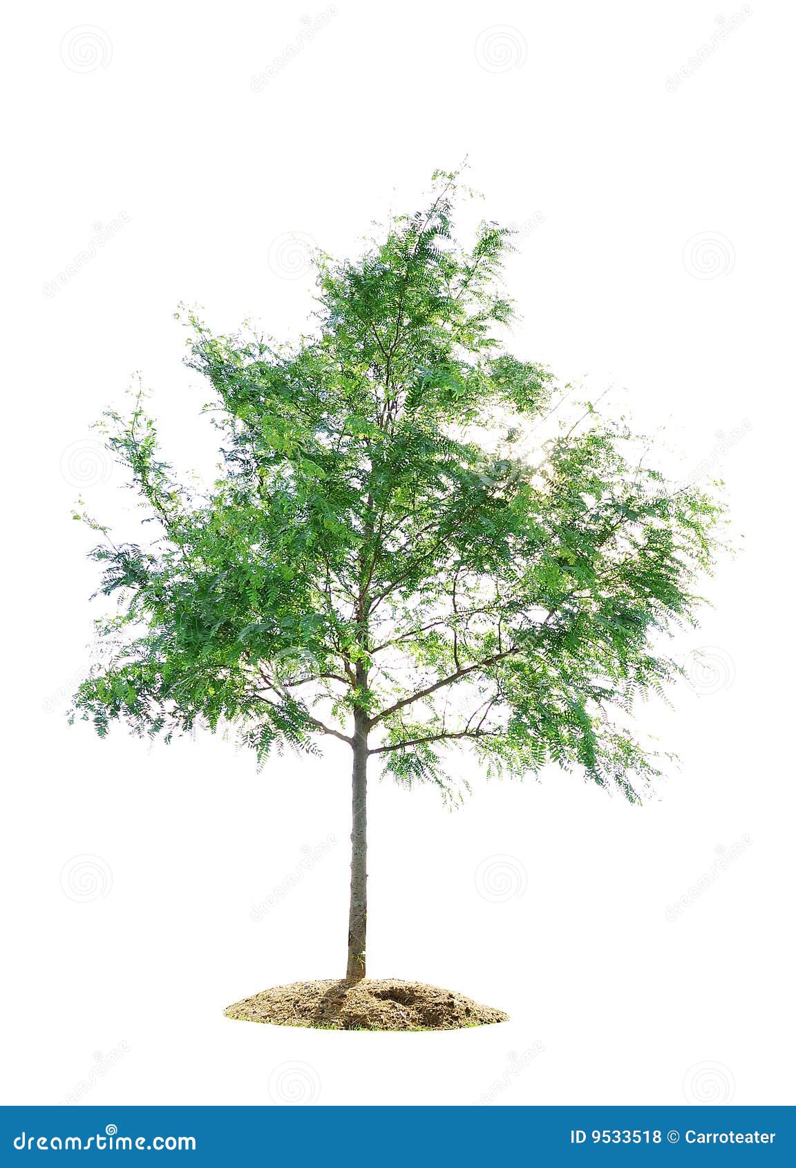 Tree stock photo. Image of leaf, rural, branch, empty - 9533518