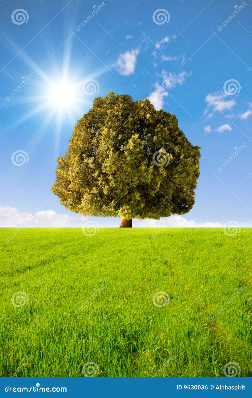 The tree stock photo. Image of horizon, nature, outside - 9630036