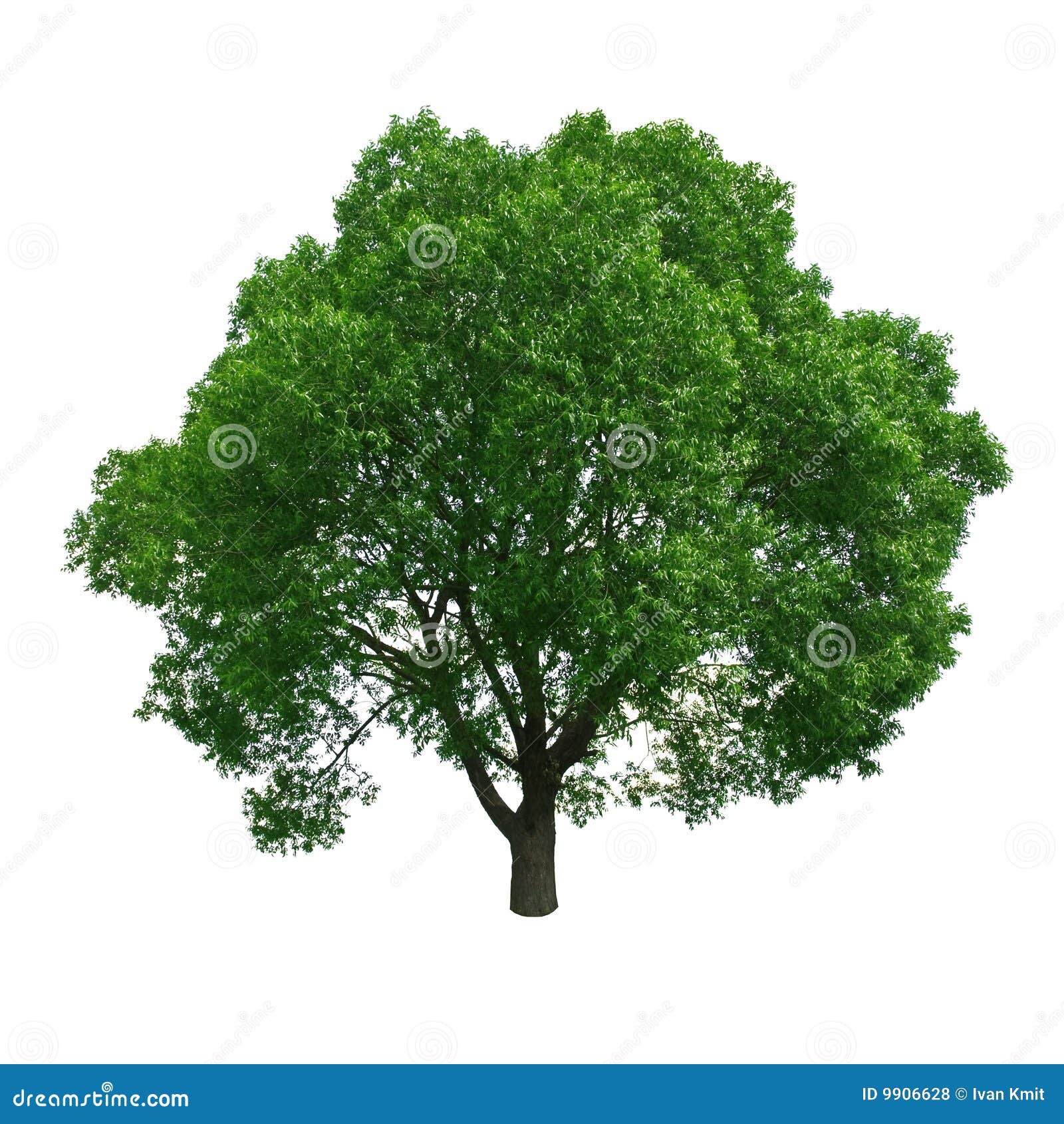 Tree stock photo. Image of leafy, plant, life, individual - 9906628