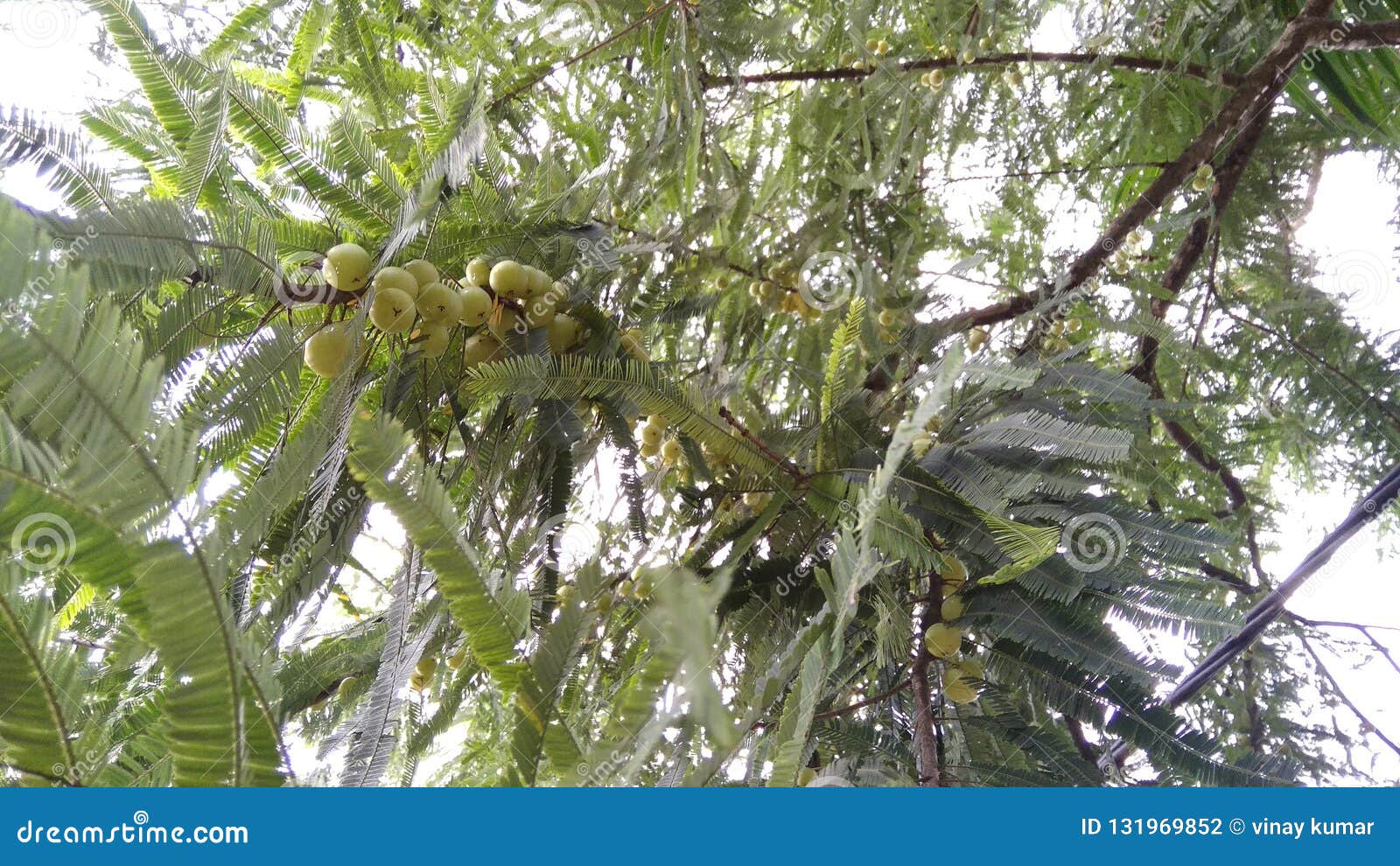 Aawala stock photo. Image of green, leafs, aawala, natural - 131969852