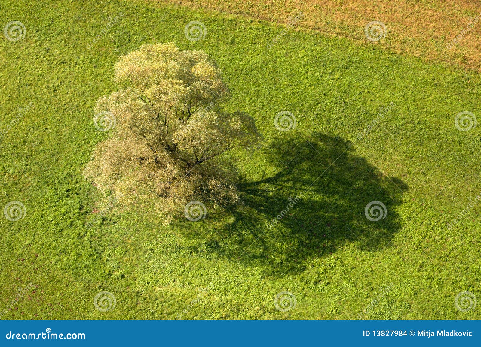 Tree from above stock photo. Image of single, horizontal - 13827984