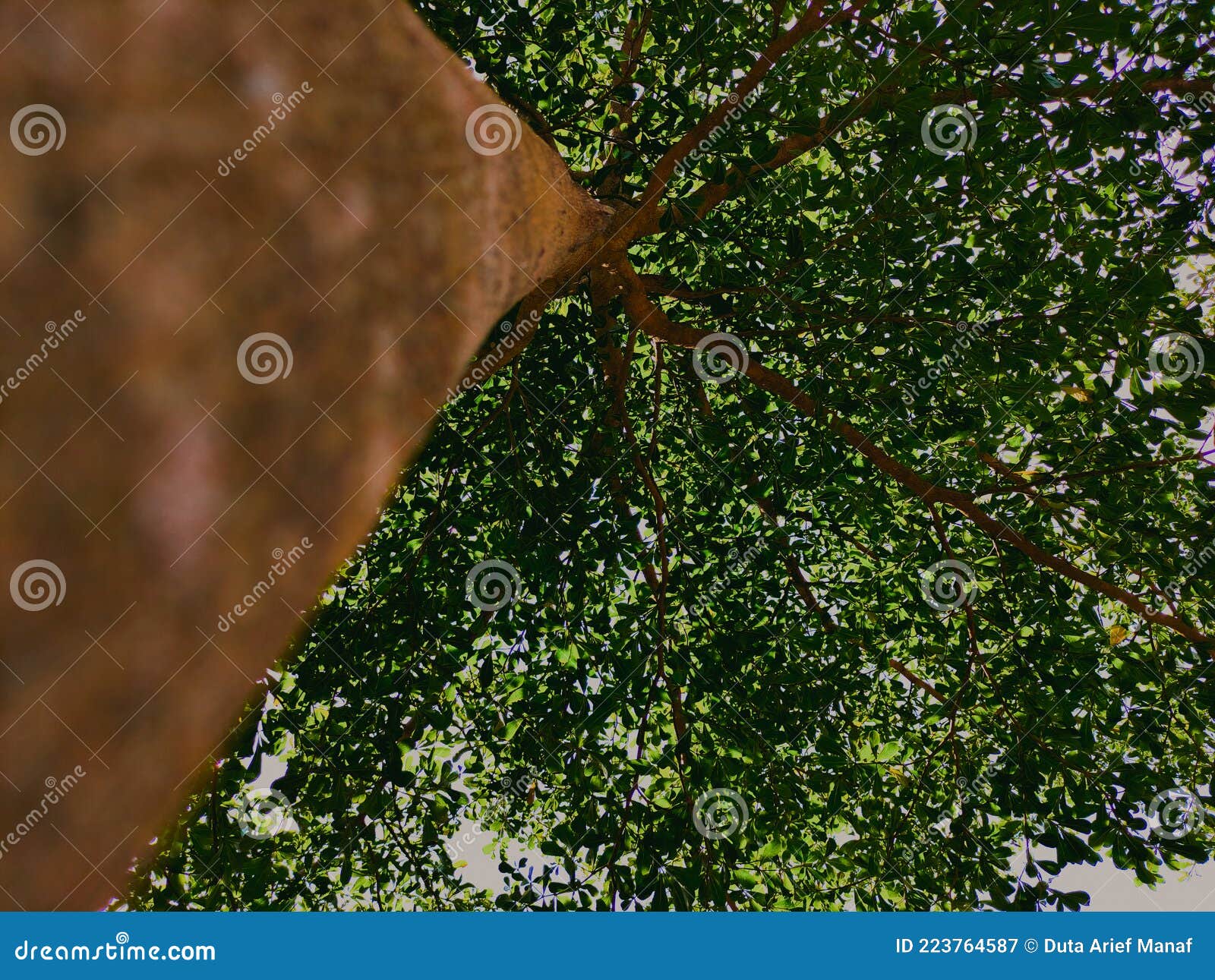 The tree from above stock image. Image of flower, plant - 223764587