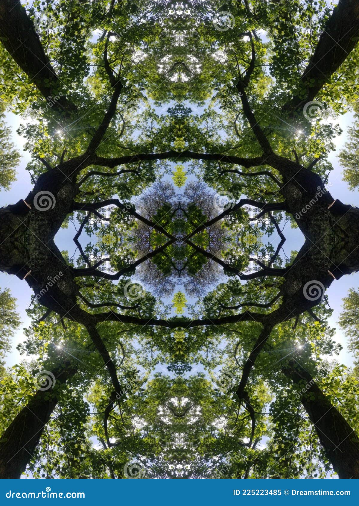 The tree above stock image. Image of tree, nature, trees - 225223485