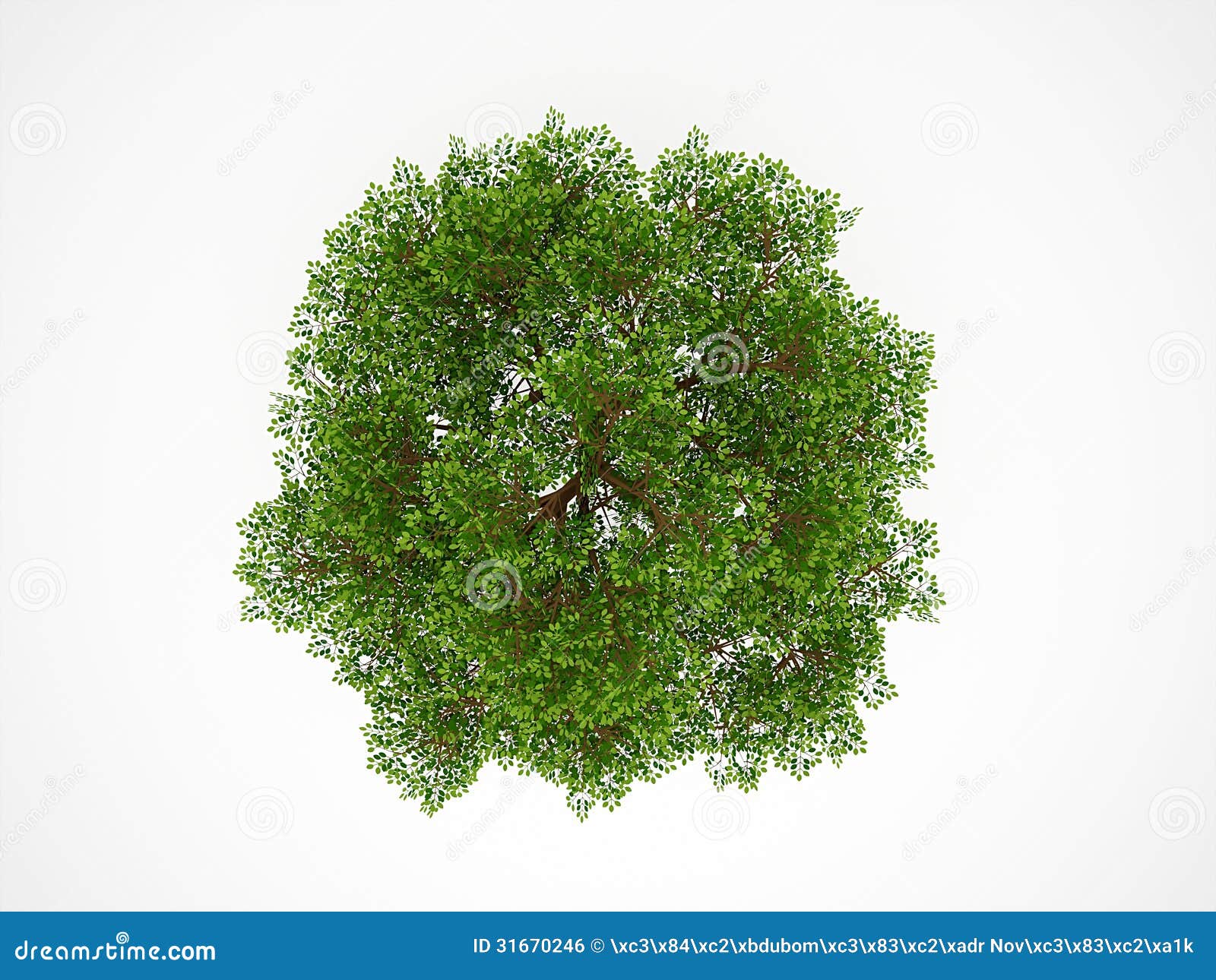 Tree From Above Isolated Stock Illustration Illustration Of Ecology