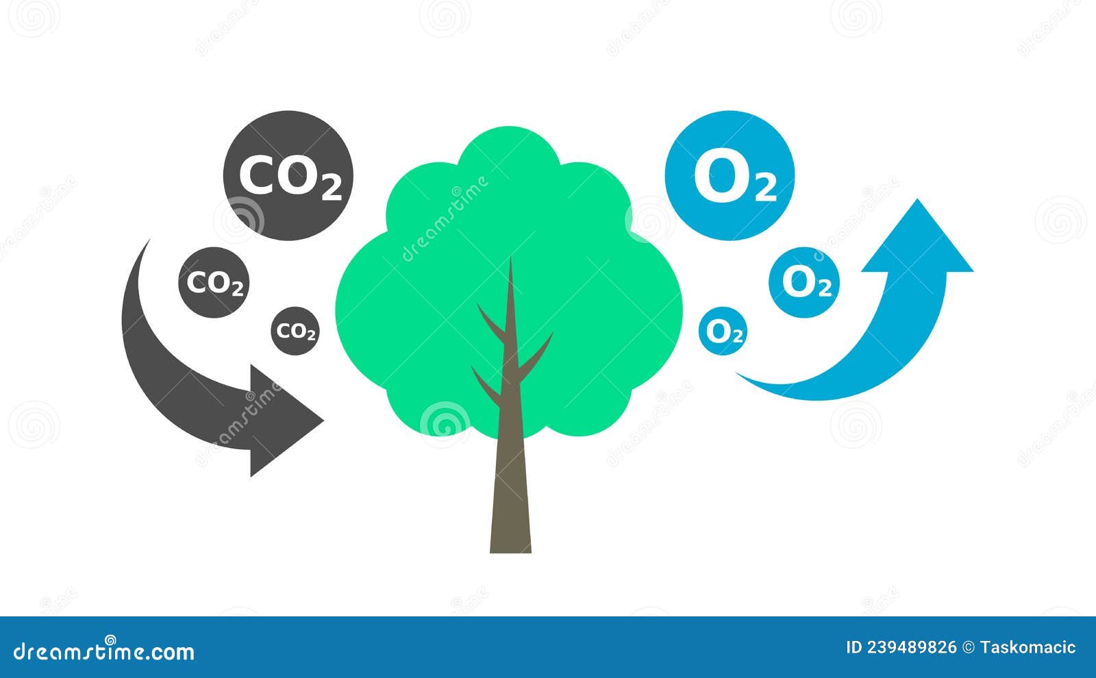Oxygen Production By Photosynthesis Experiment Infographic Diagram