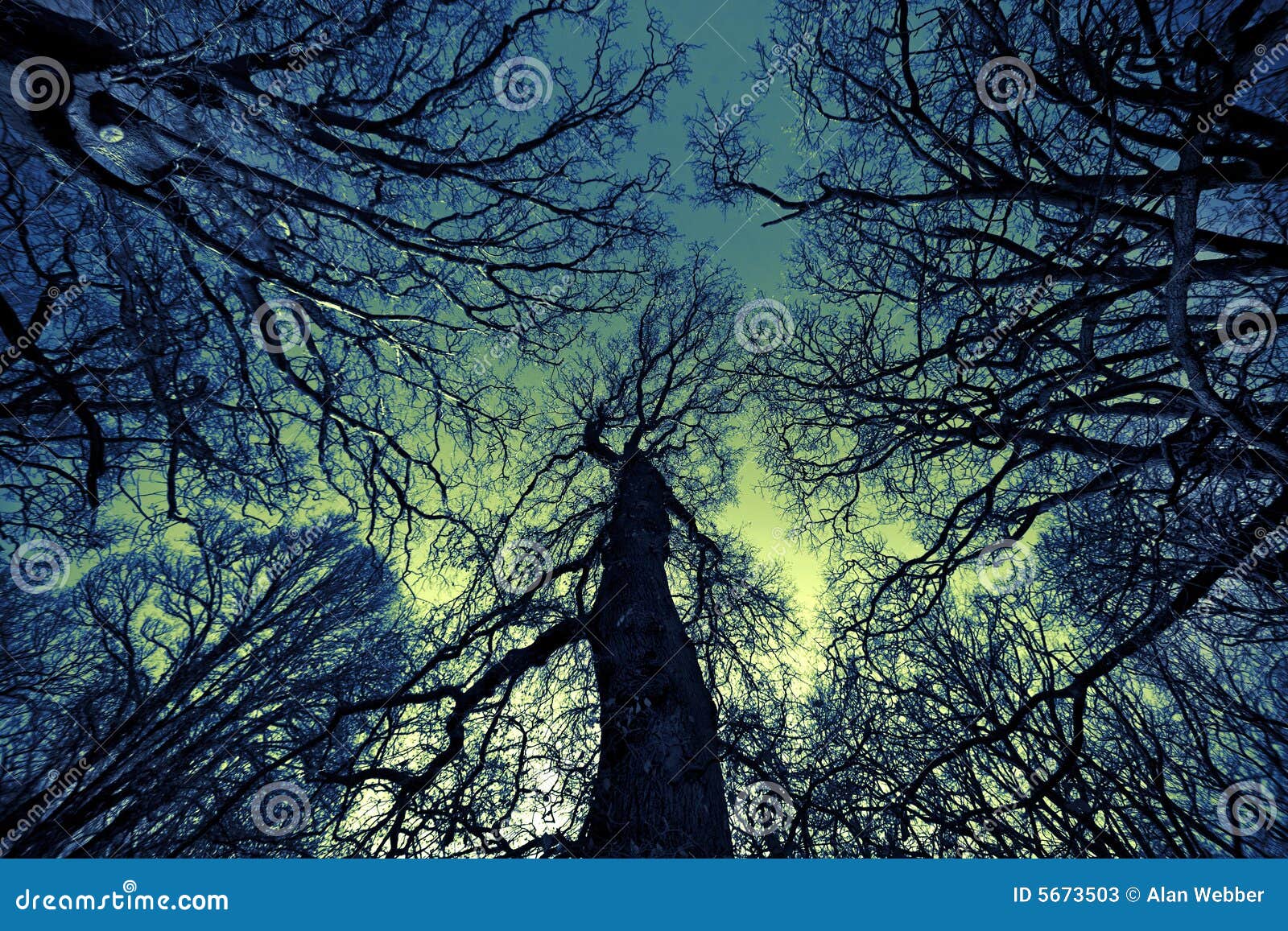Tree abstract stock image. Image of desolate, natural - 5673503