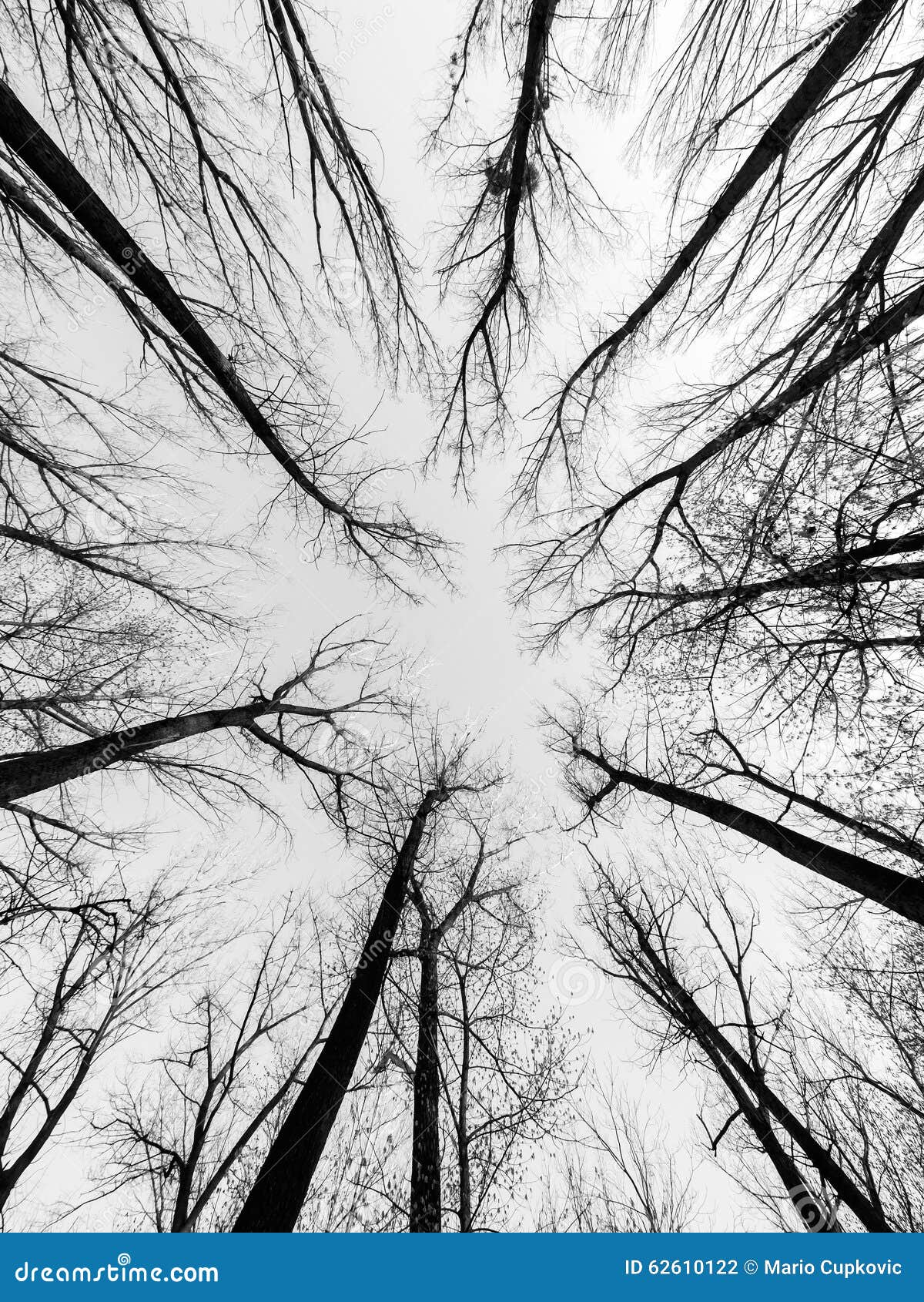 3,705 Abstract Tree Canopy Background Stock Photos - Free & Royalty ...