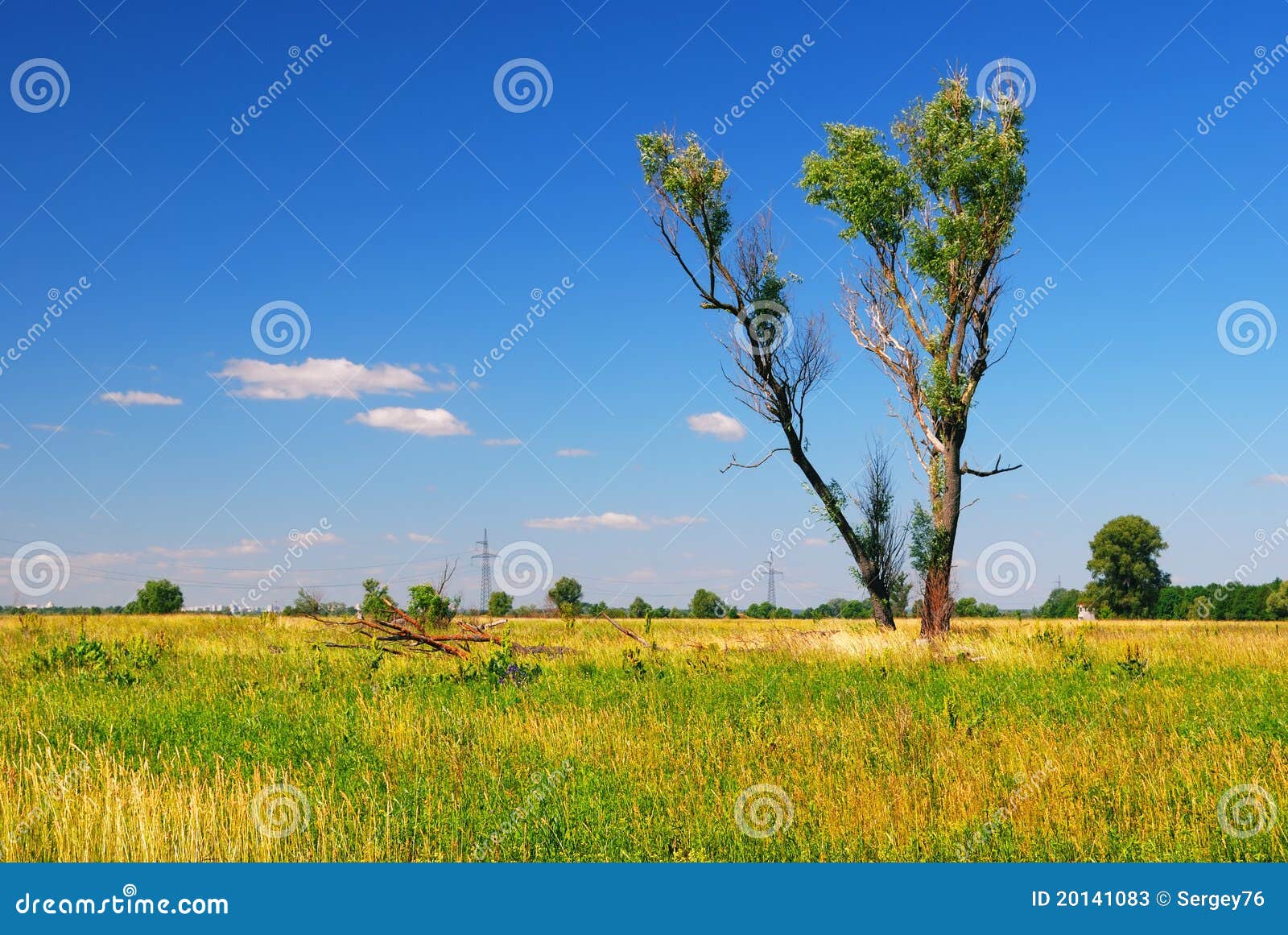 Tree and Abstract Victory Symbol Stock Image - Image of grass, outdoors ...