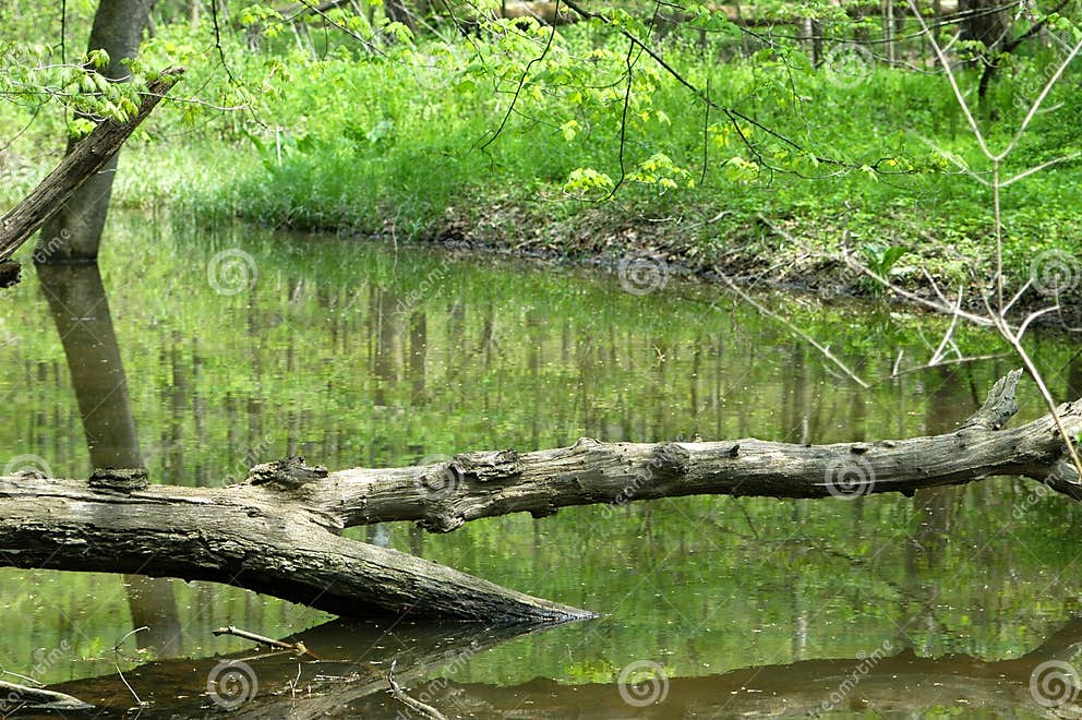Tree across Water stock image. Image of stream, fallen, environment - 3071