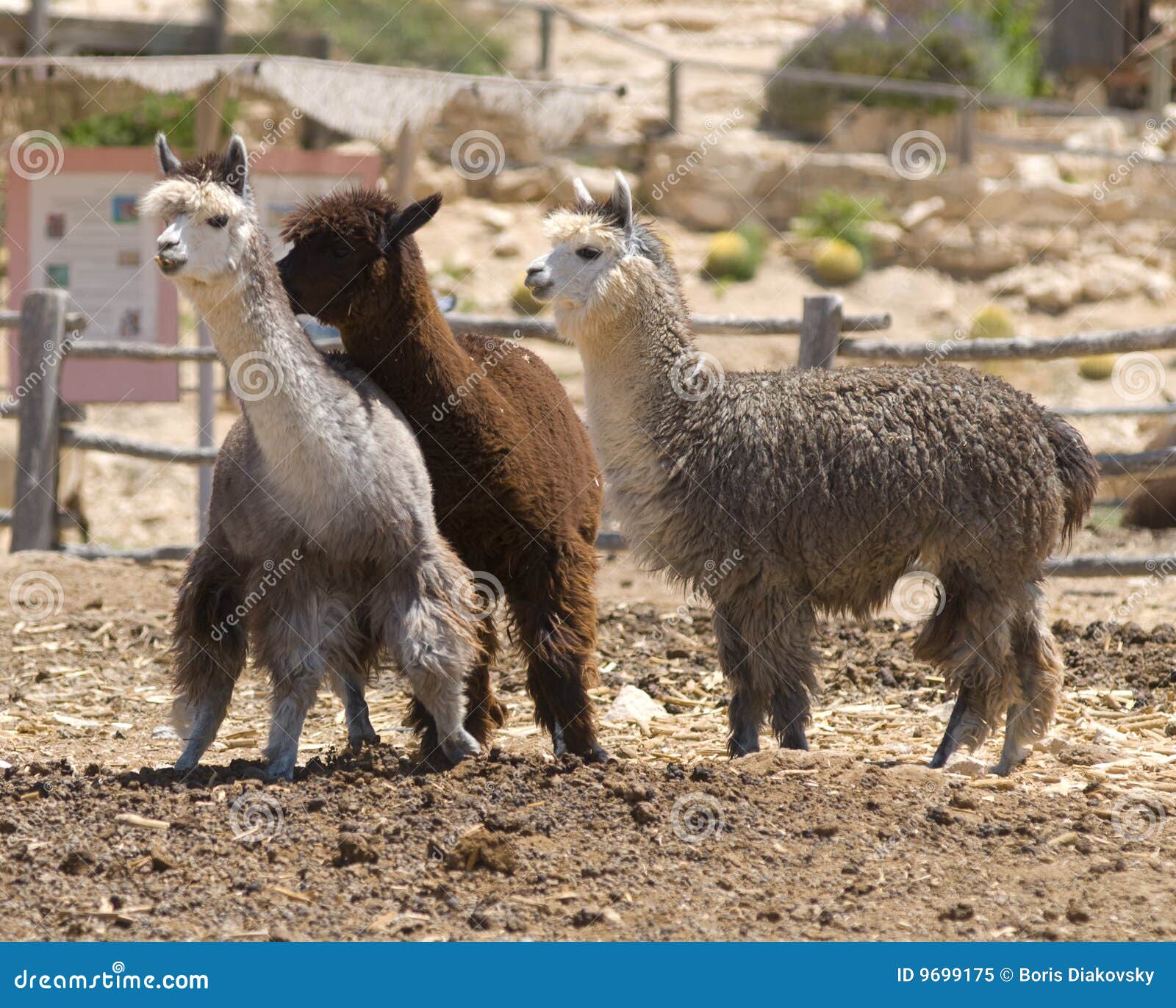 Tree adult alpacas stock image. Image of eyelash, american - 9699175