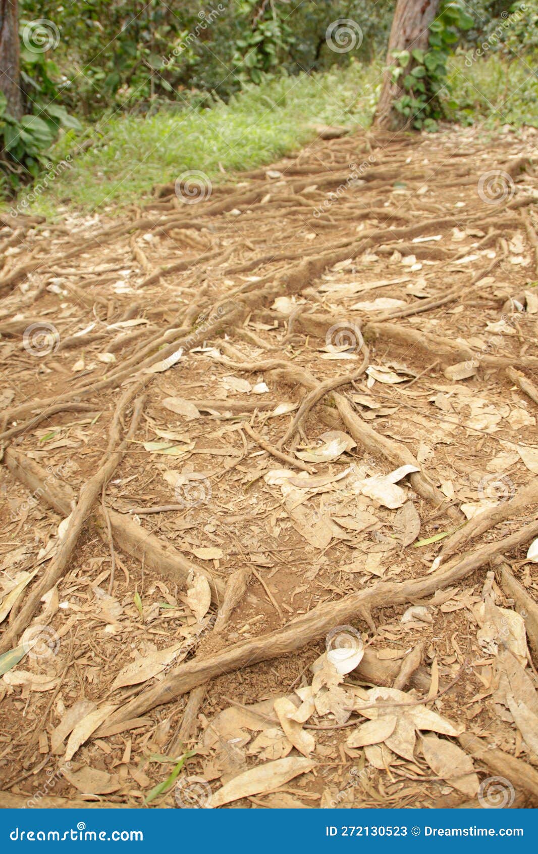 Exposed Aerial Stilt Roots Of Rhizophora Sp. Mangrove Tree In A ...