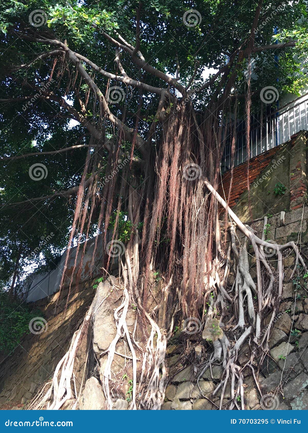 Tree stock image. Image of straight, tree, rely, green - 70703295