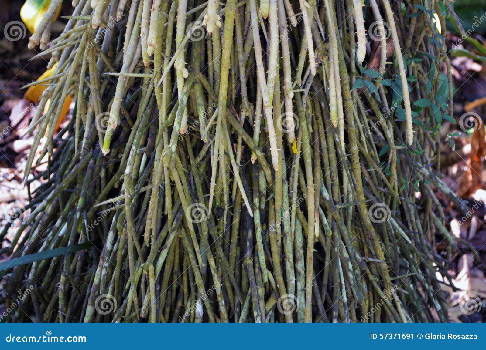 Tree aerial roots stock image. Image of daybreak, beauty - 57371691