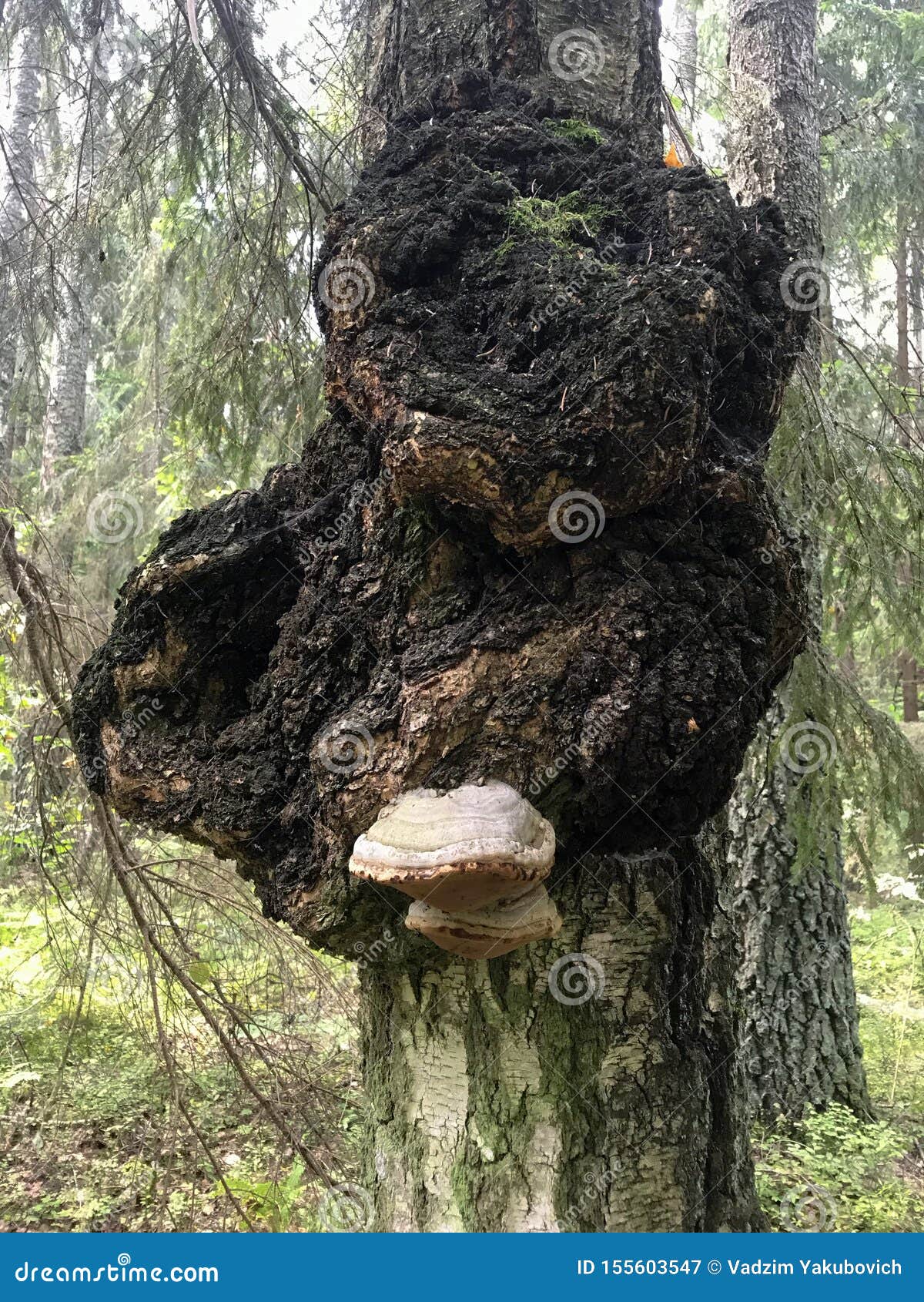 A Tree Affected by the Disease in the Form of Growths on the Trunk. it ...