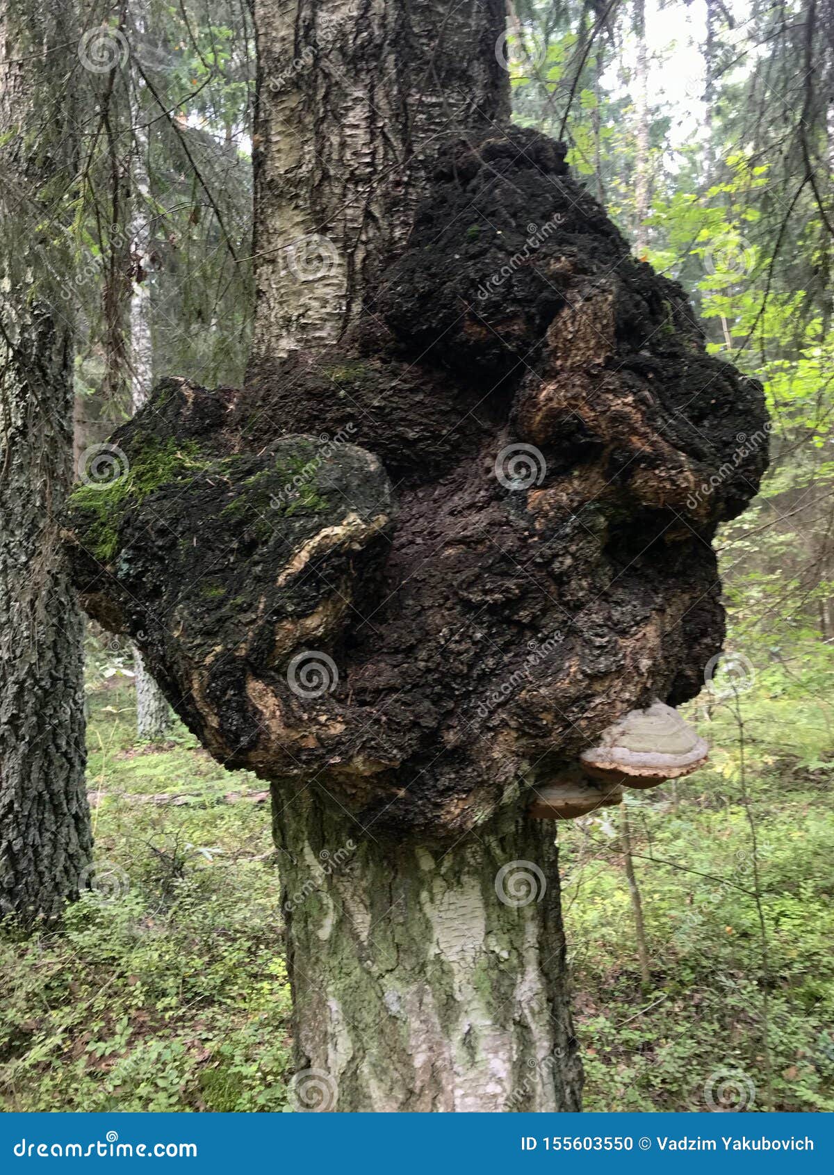 A Tree Affected by the Disease in the Form of Growths on the Trunk. it ...