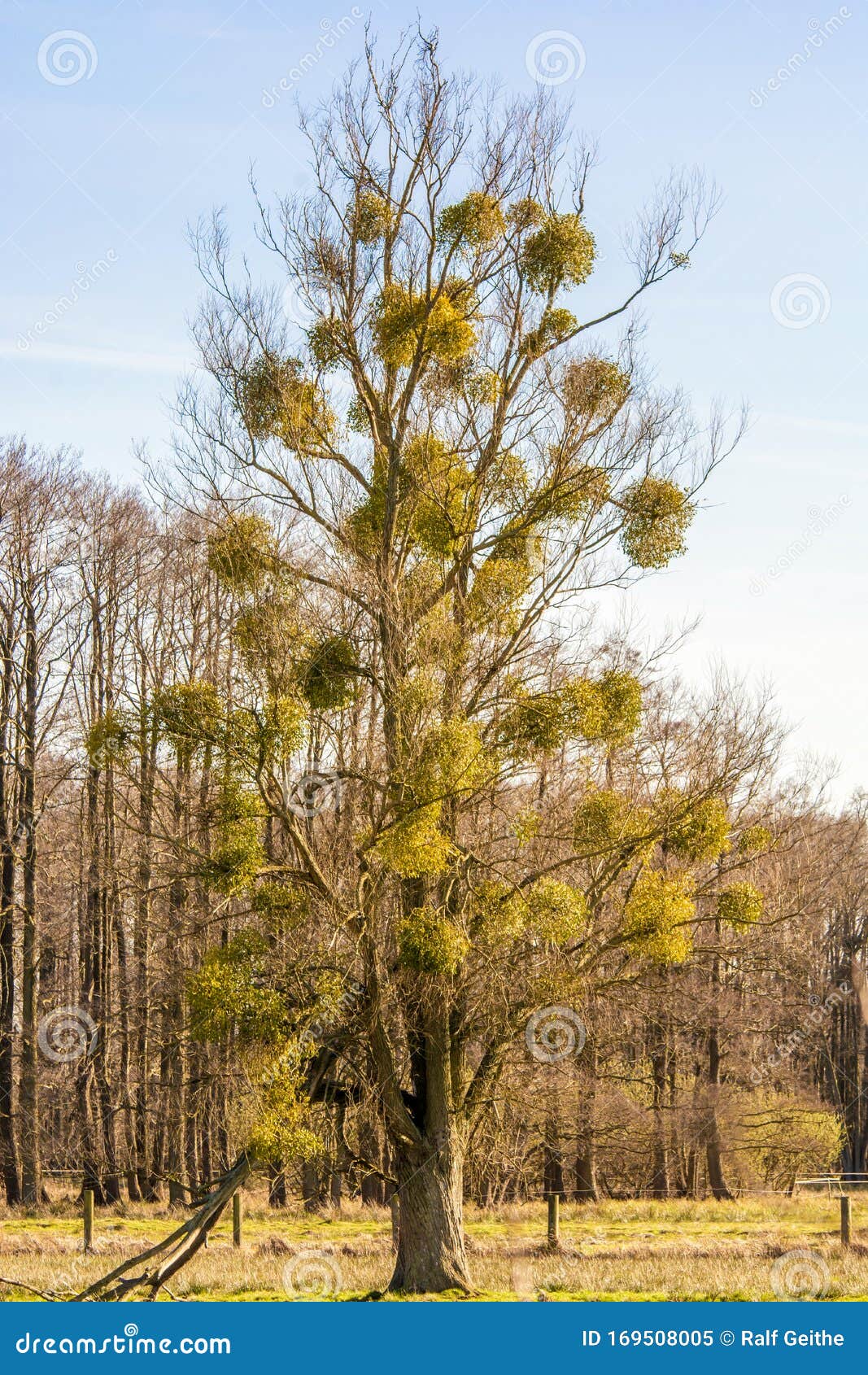 Tree is Affected by Mistletoe Stock Image - Image of plant, ecology ...