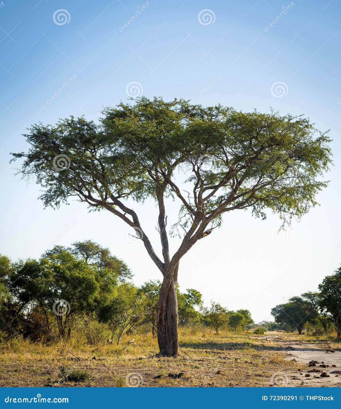 Tree in Africa stock image. Image of landscape, tree - 72390291
