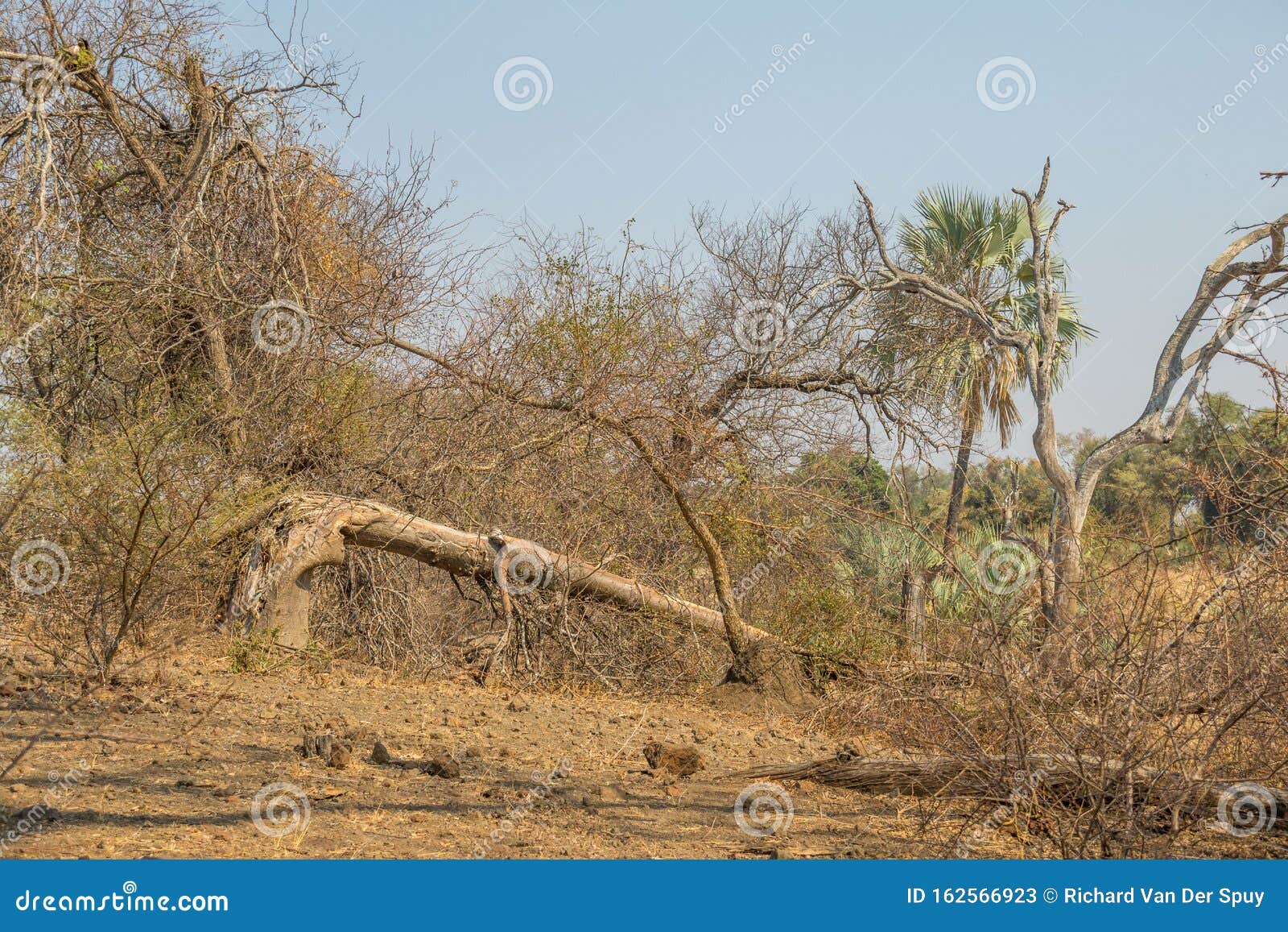 Elephant Damage To the Natural Environment Stock Image - Image of ...