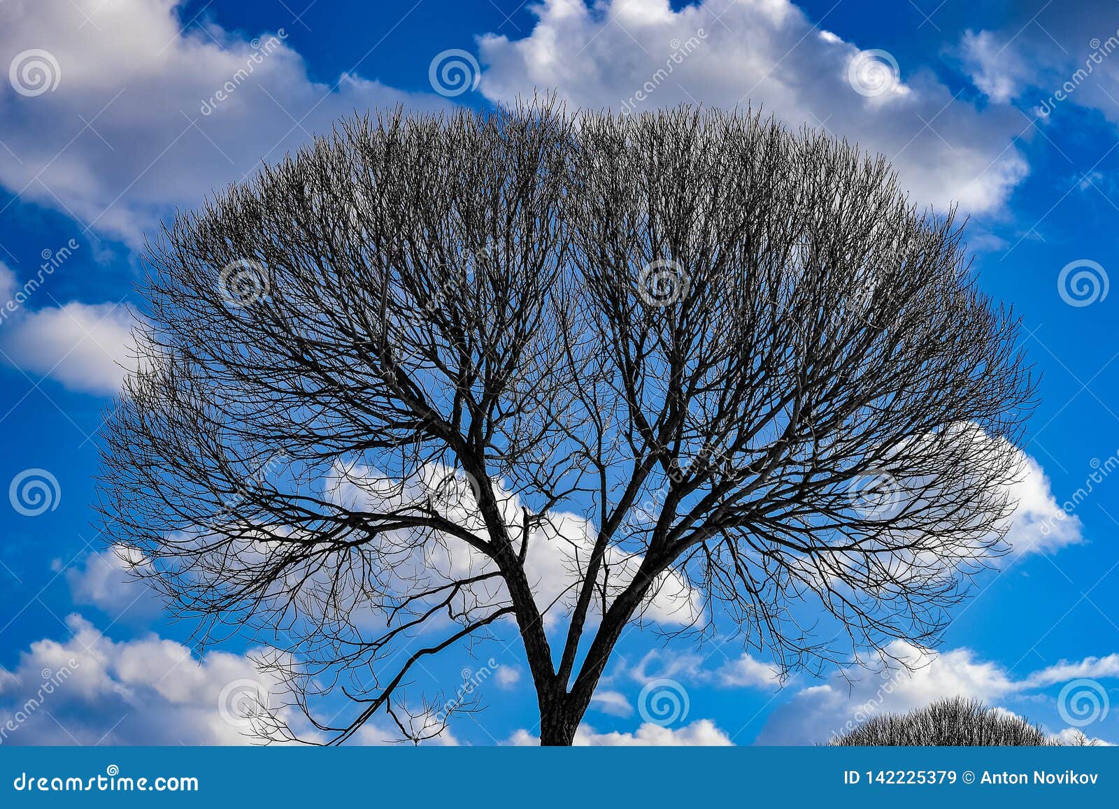 Tree Against the Backdrop of Blue Sky with Clouds Stock Image - Image ...