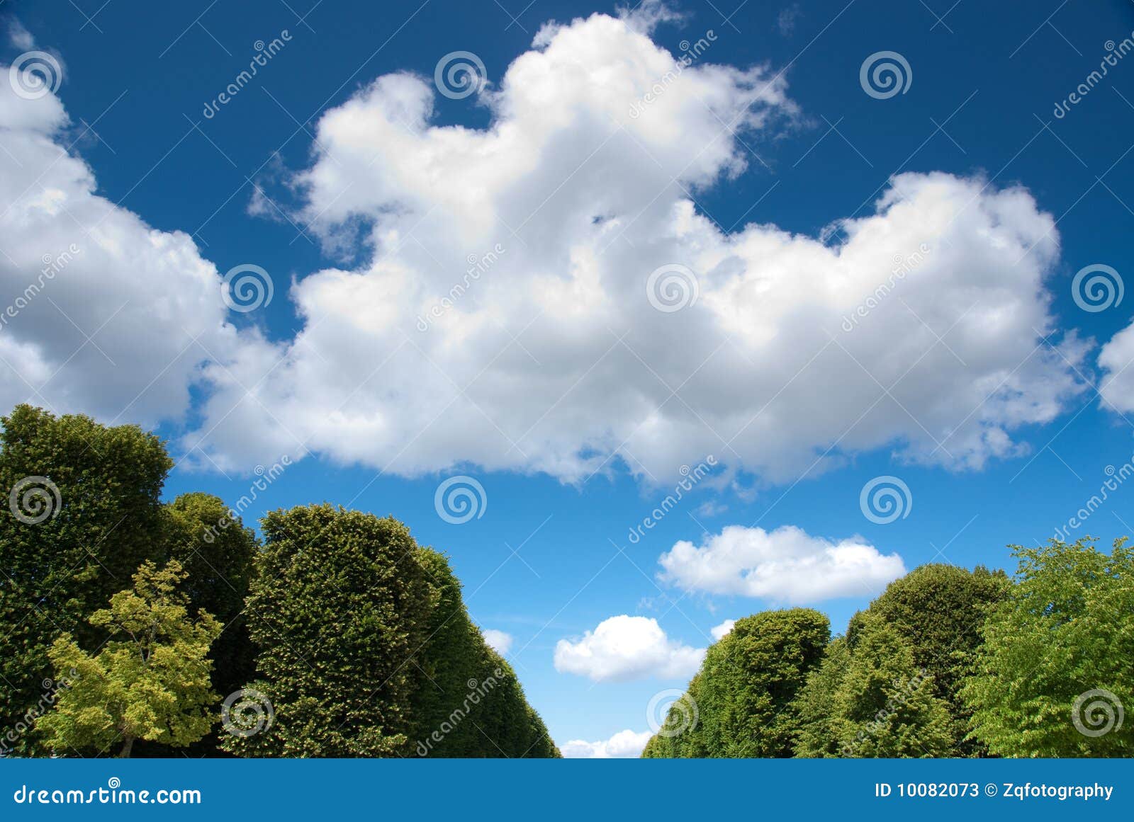 Tree against blue sky stock image. Image of forest, cloudy - 10082073