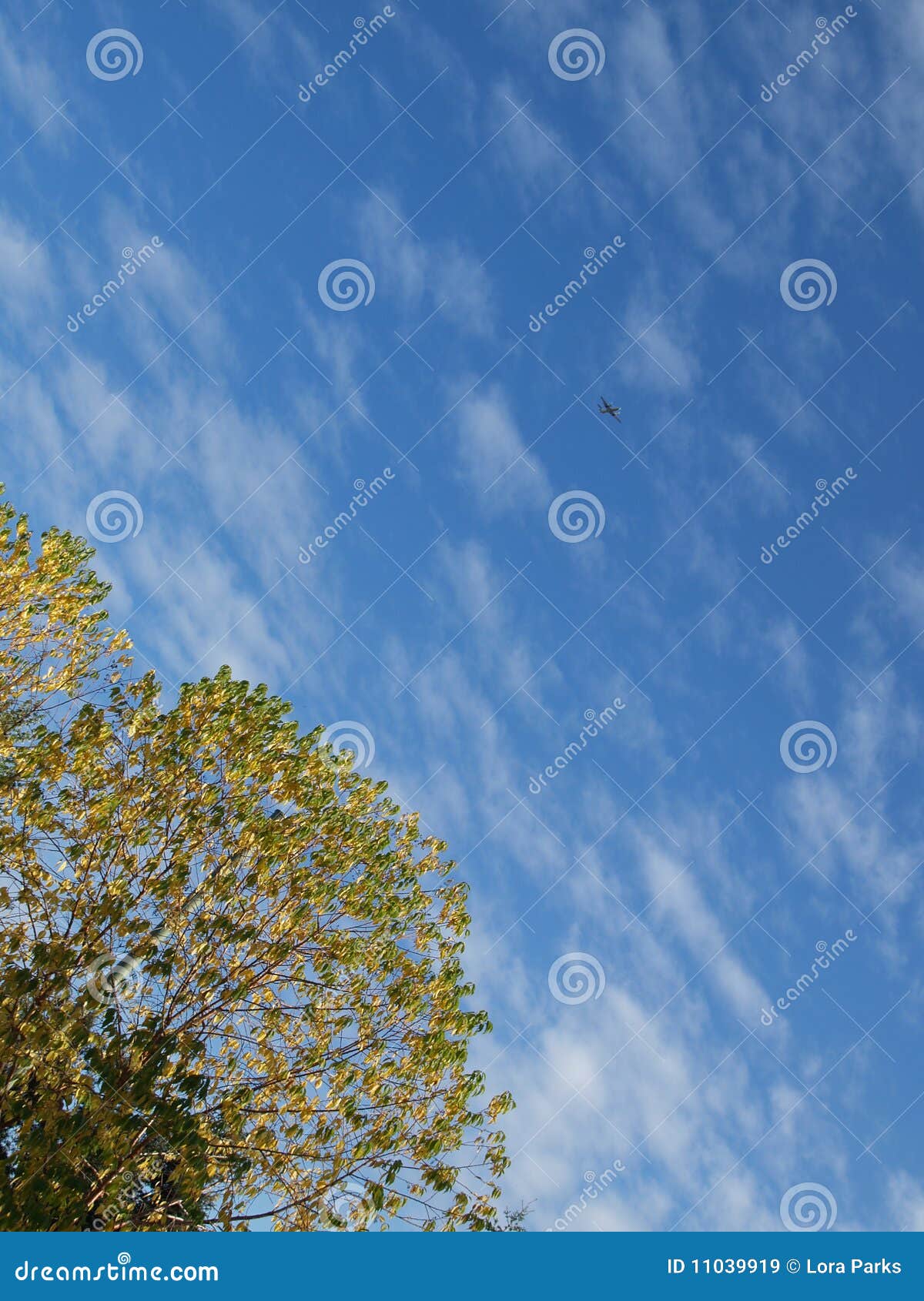 Tree against blue sky stock image. Image of flying, deciduous - 11039919
