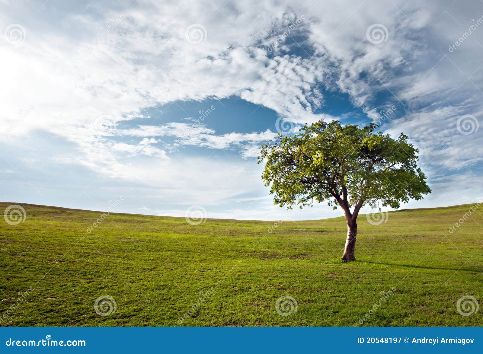 Tree against the blue sky stock image. Image of emptiness - 20548197