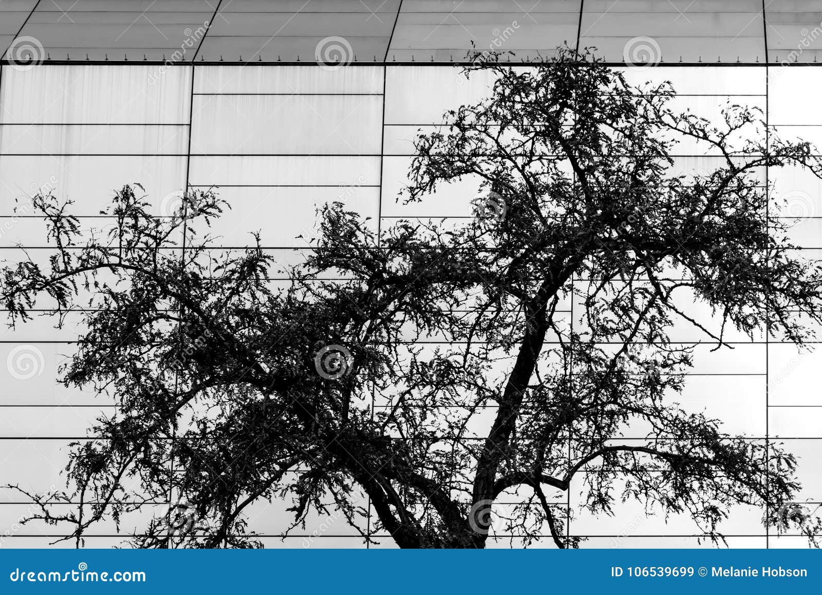 A Tree against a Building stock image. Image of city - 106539699
