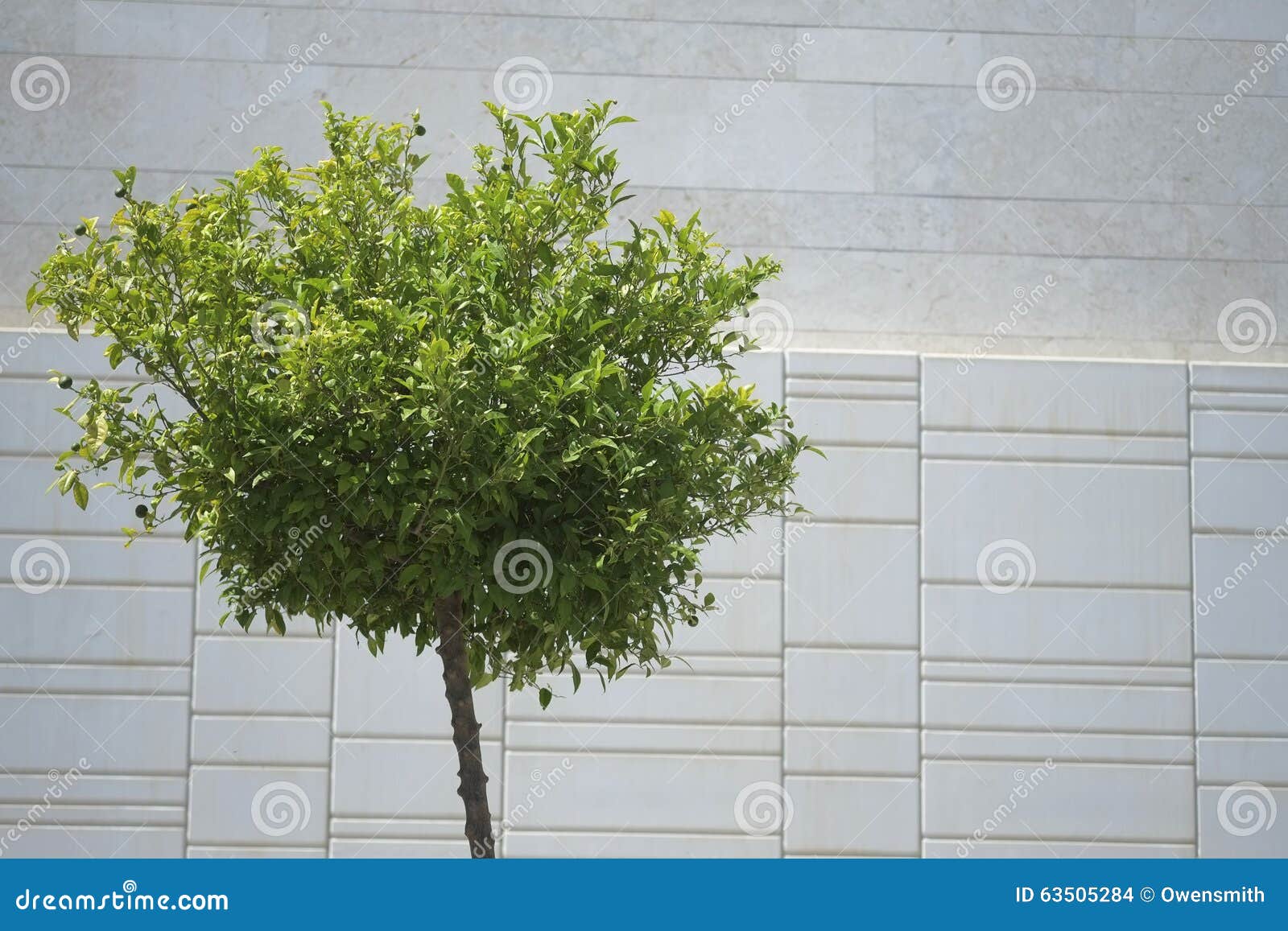 Tree Against Modern White Exterior Stock Photo - Image of walls ...