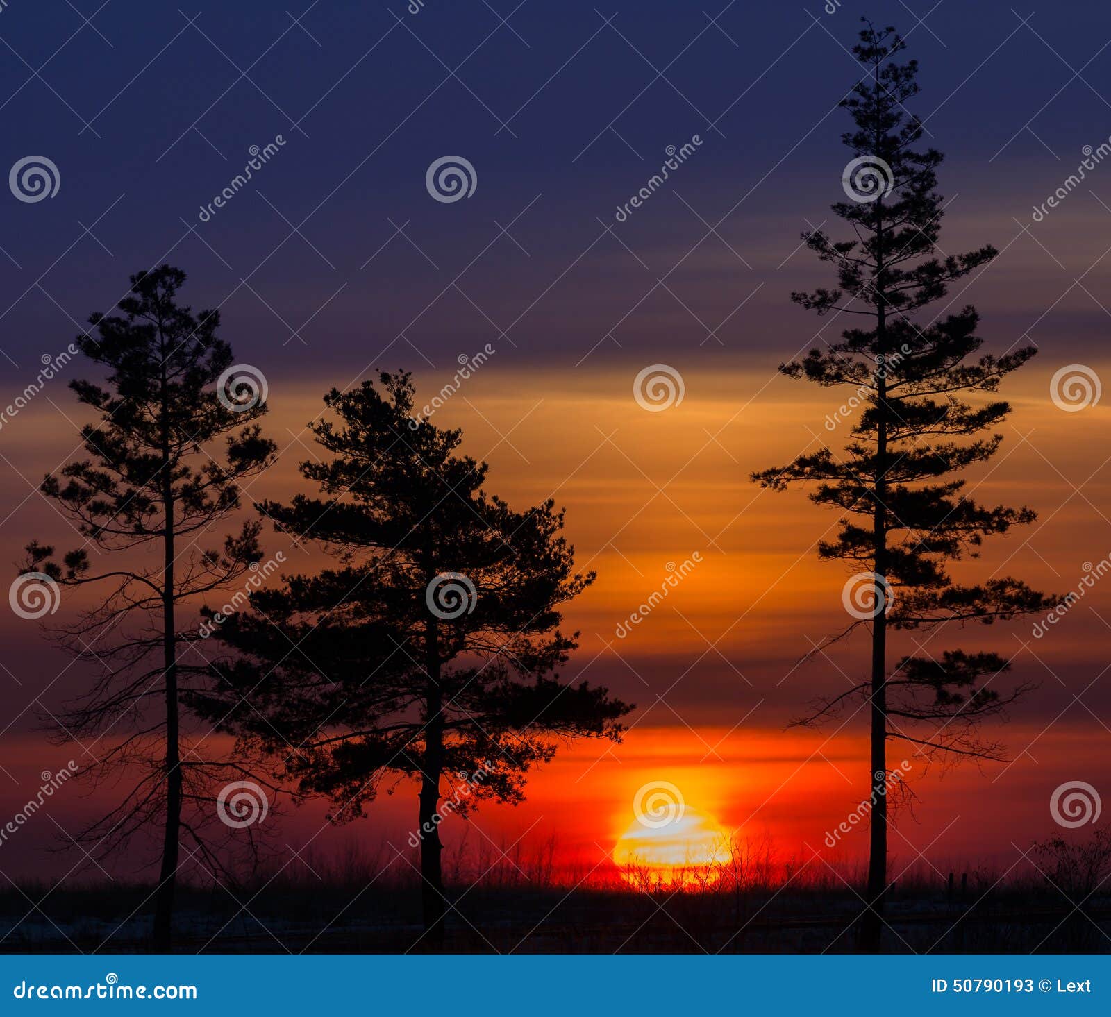 Tree Against the Morning Sun. Breaking Dawn Stock Image - Image of ...