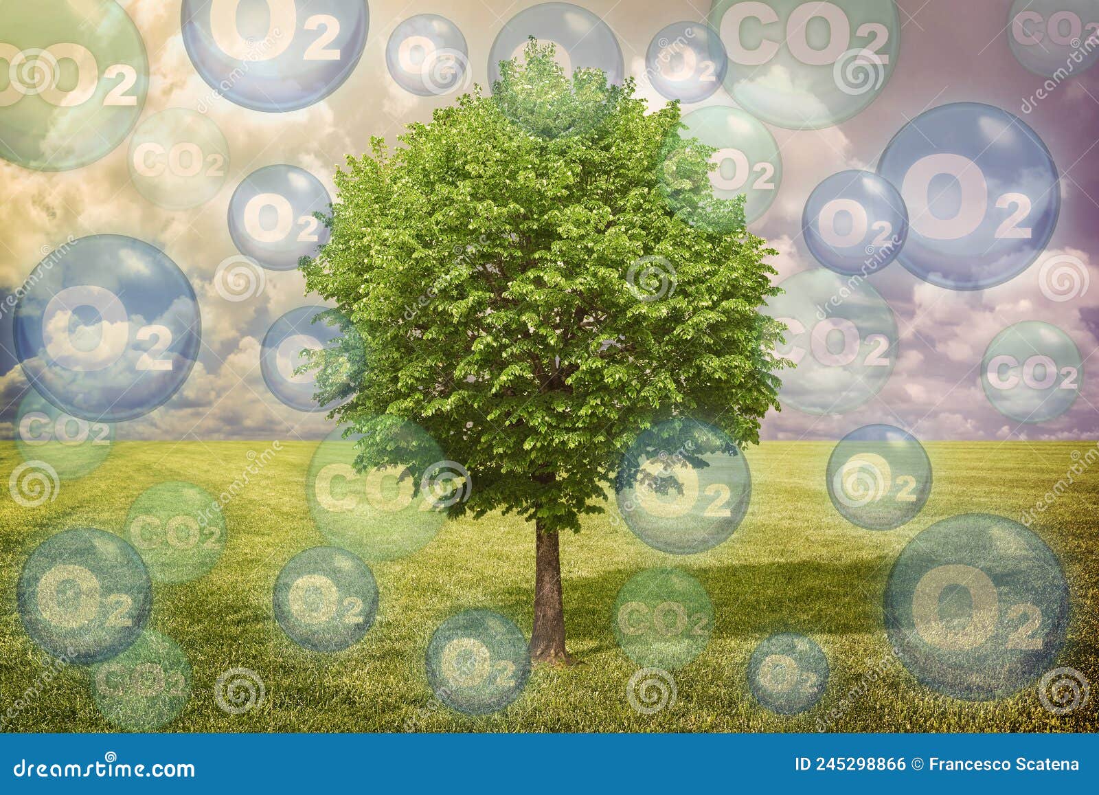 Tree Against Rural Landcape with Oxygen O2 and Carbon Dioxide CO2 ...